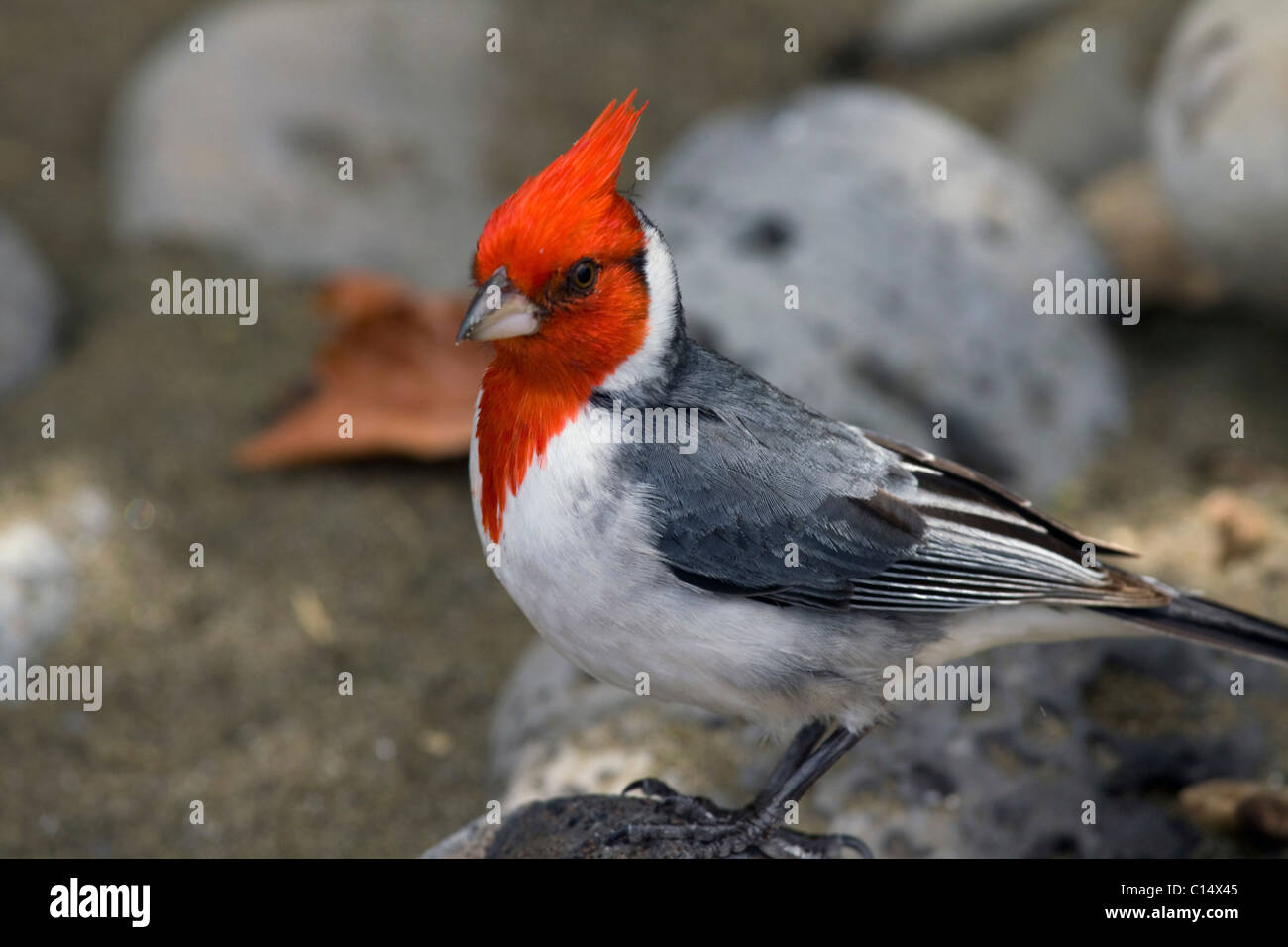 Red-Crested Cardinal, now common in Hawaii was a transplant from Brazil ...
