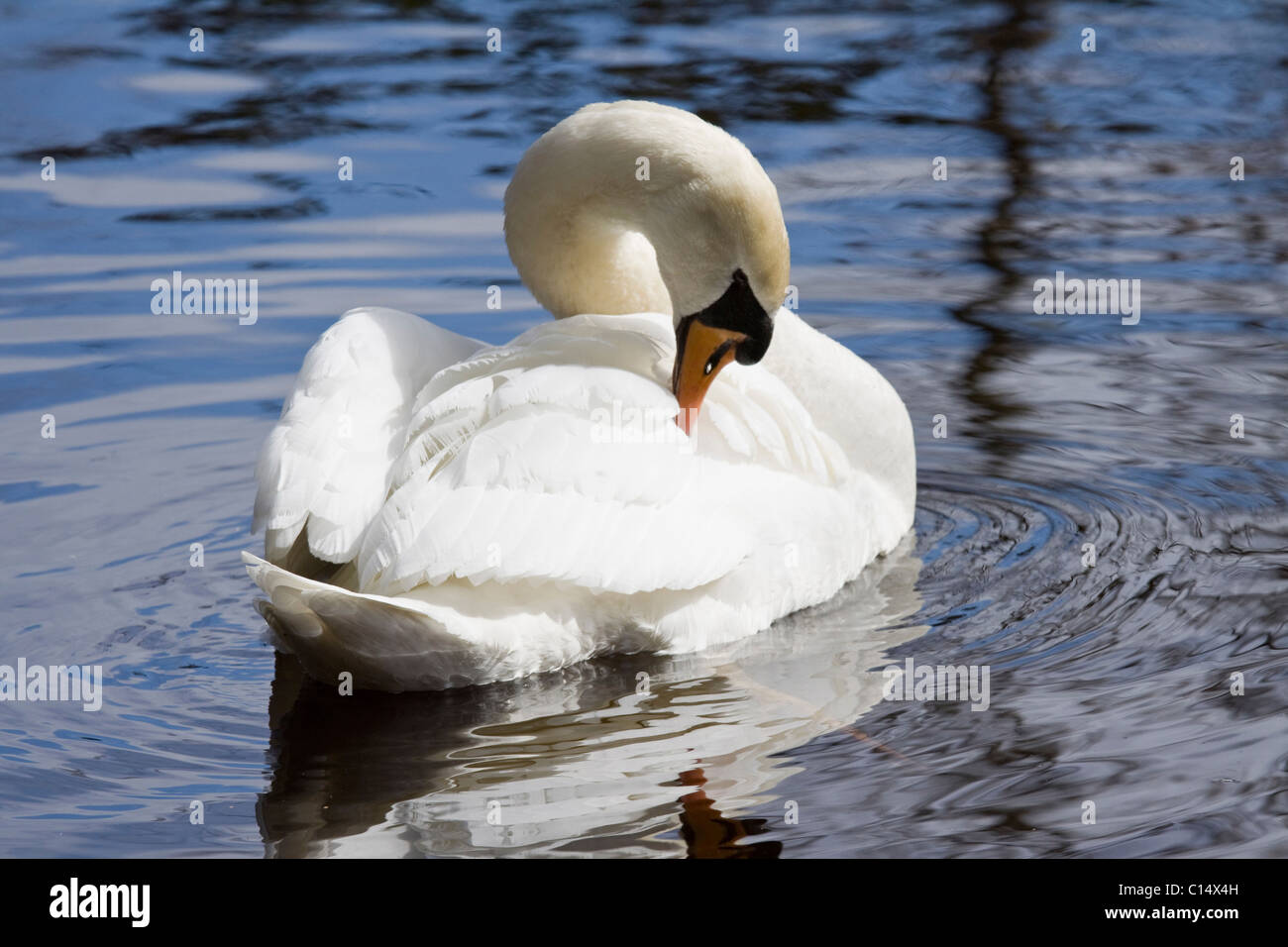 Stanley park swans hi-res stock photography and images - Alamy