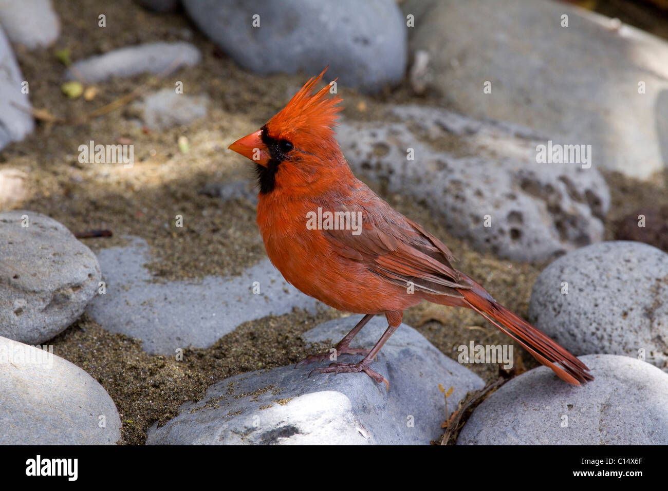 Hawaiian cardinal hi-res stock photography and images - Alamy