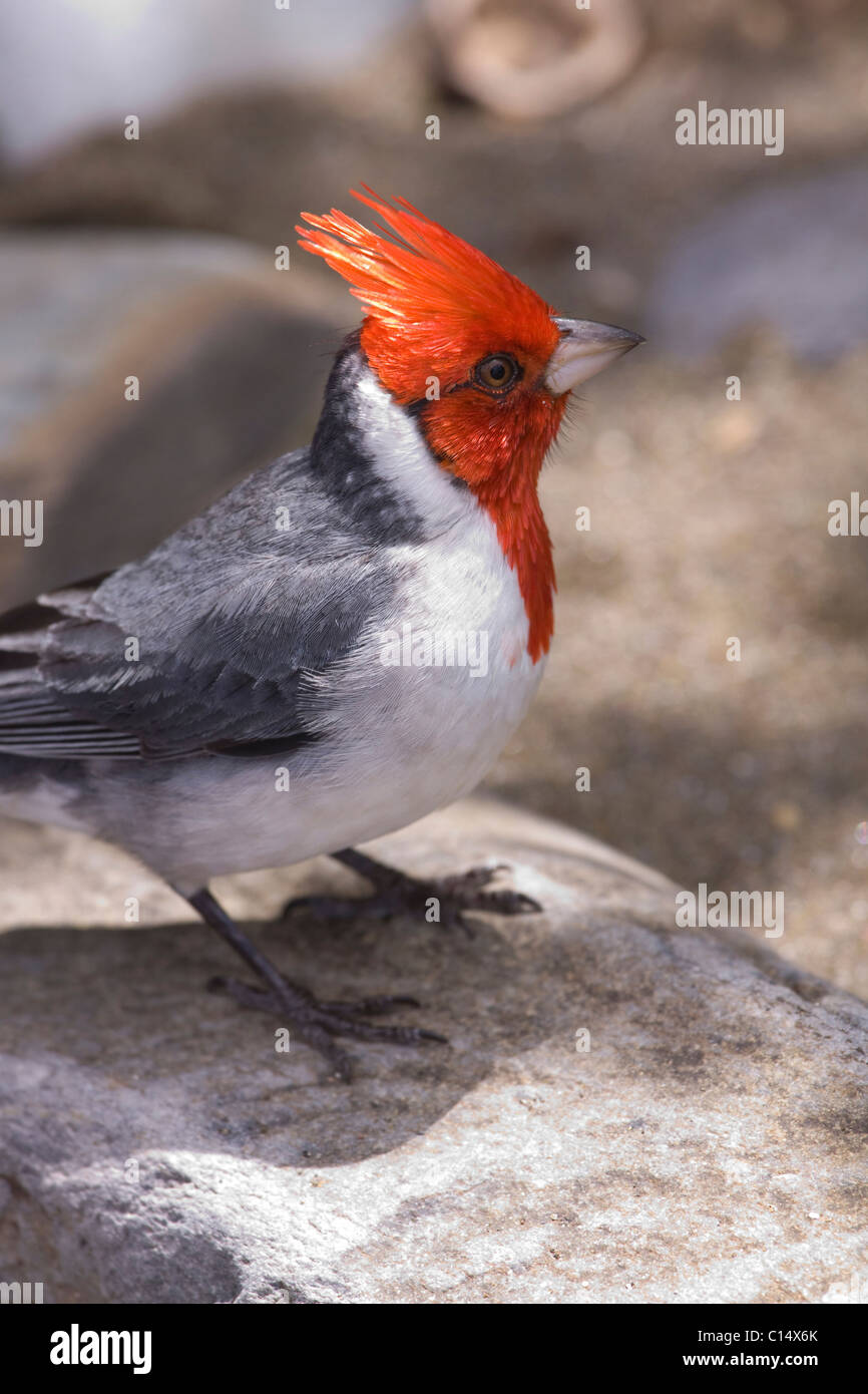 Red-Crested Cardinal, or Brazilian Cardinal, now common in Hawaiian ...