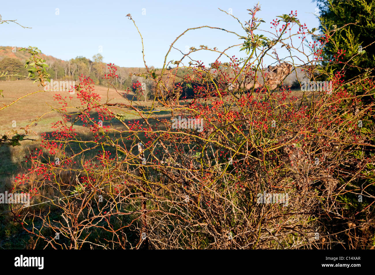 Multiflora rose hi-res stock photography and images - Alamy