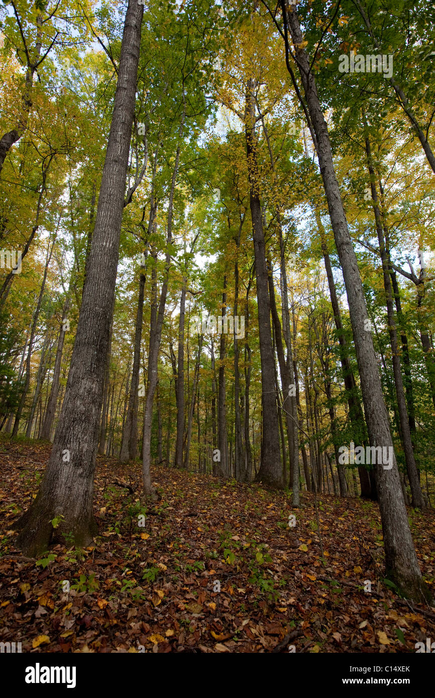 Hardwood Forest Stock Photos & Hardwood Forest Stock Images - Alamy