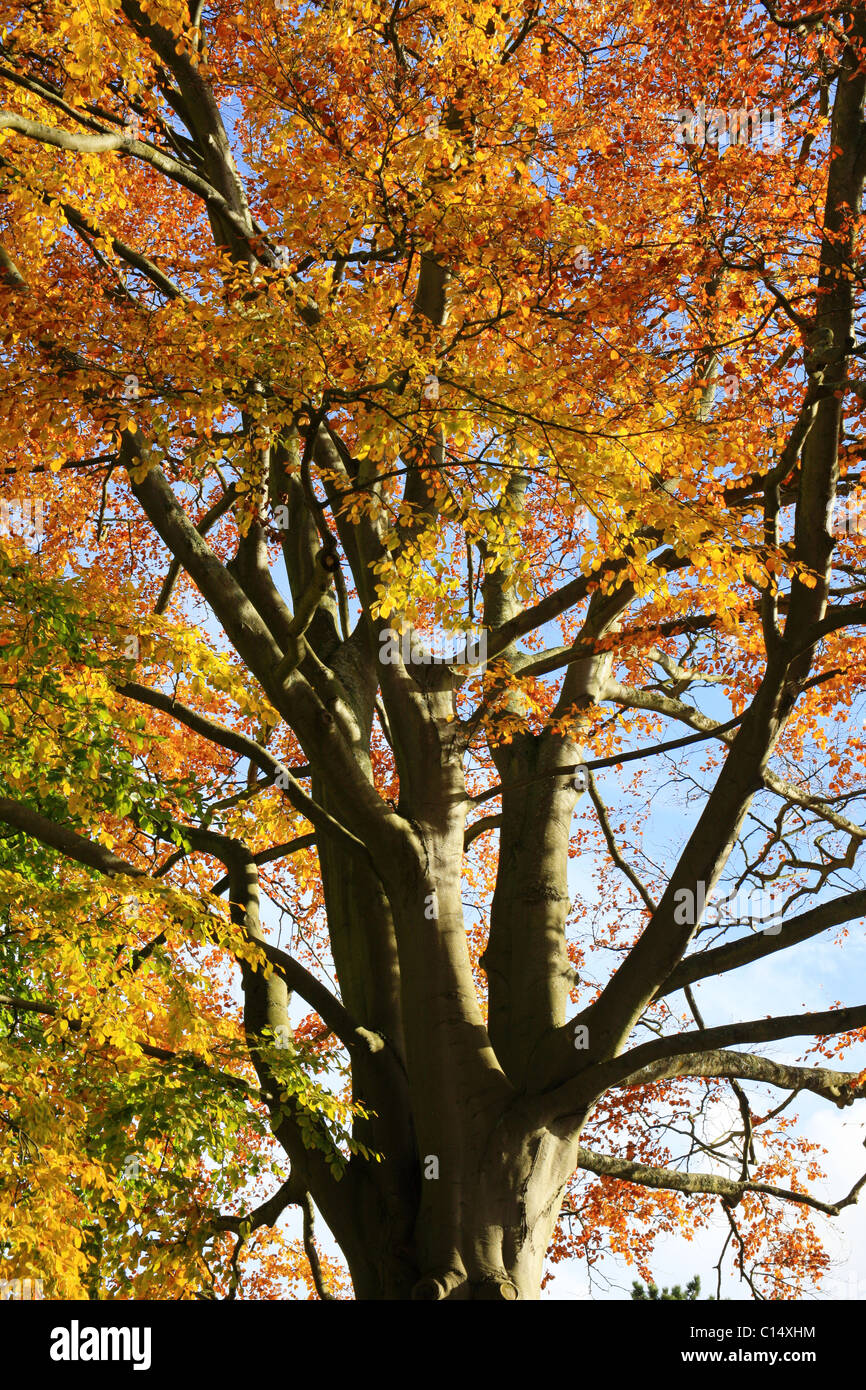 English beech tree hi-res stock photography and images - Alamy