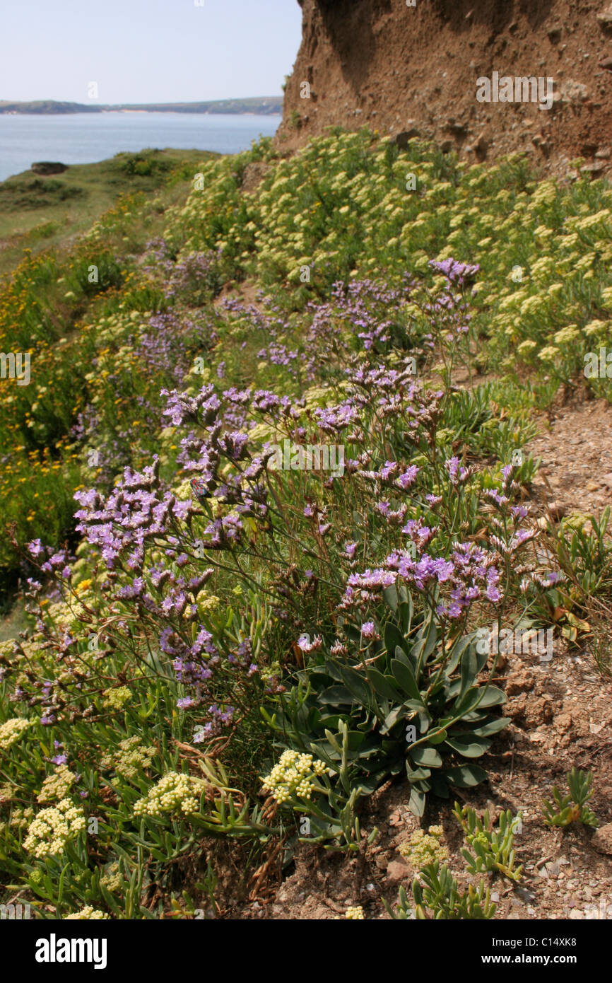 Rock sea lavender hi-res stock photography and images - Alamy