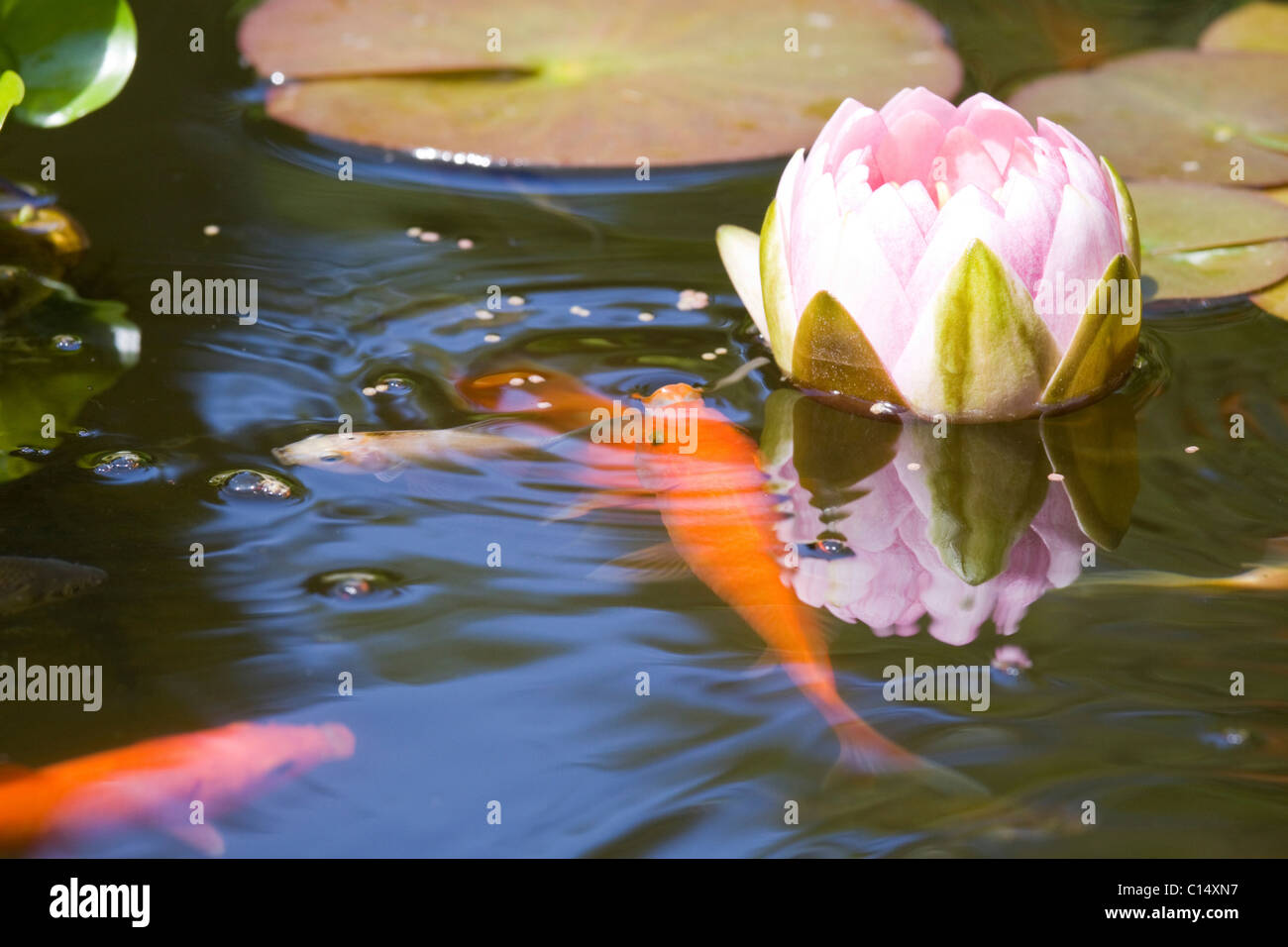 Orange goldfish and babies feeding in garden pond with blooming pink ...