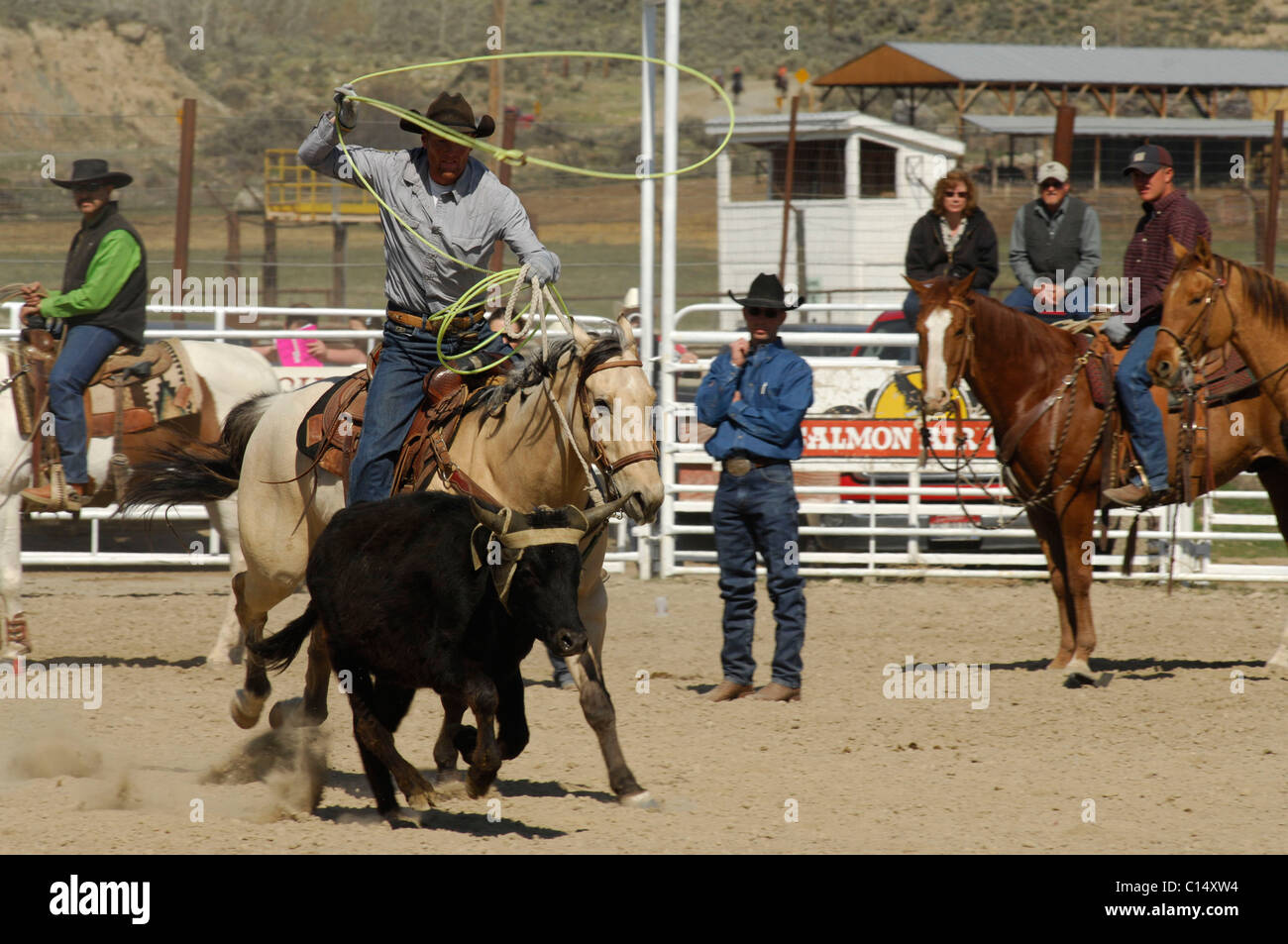 Team Roping, Tie-Down Roping, Calf Roping, Horse, Horses Stock Photo ...