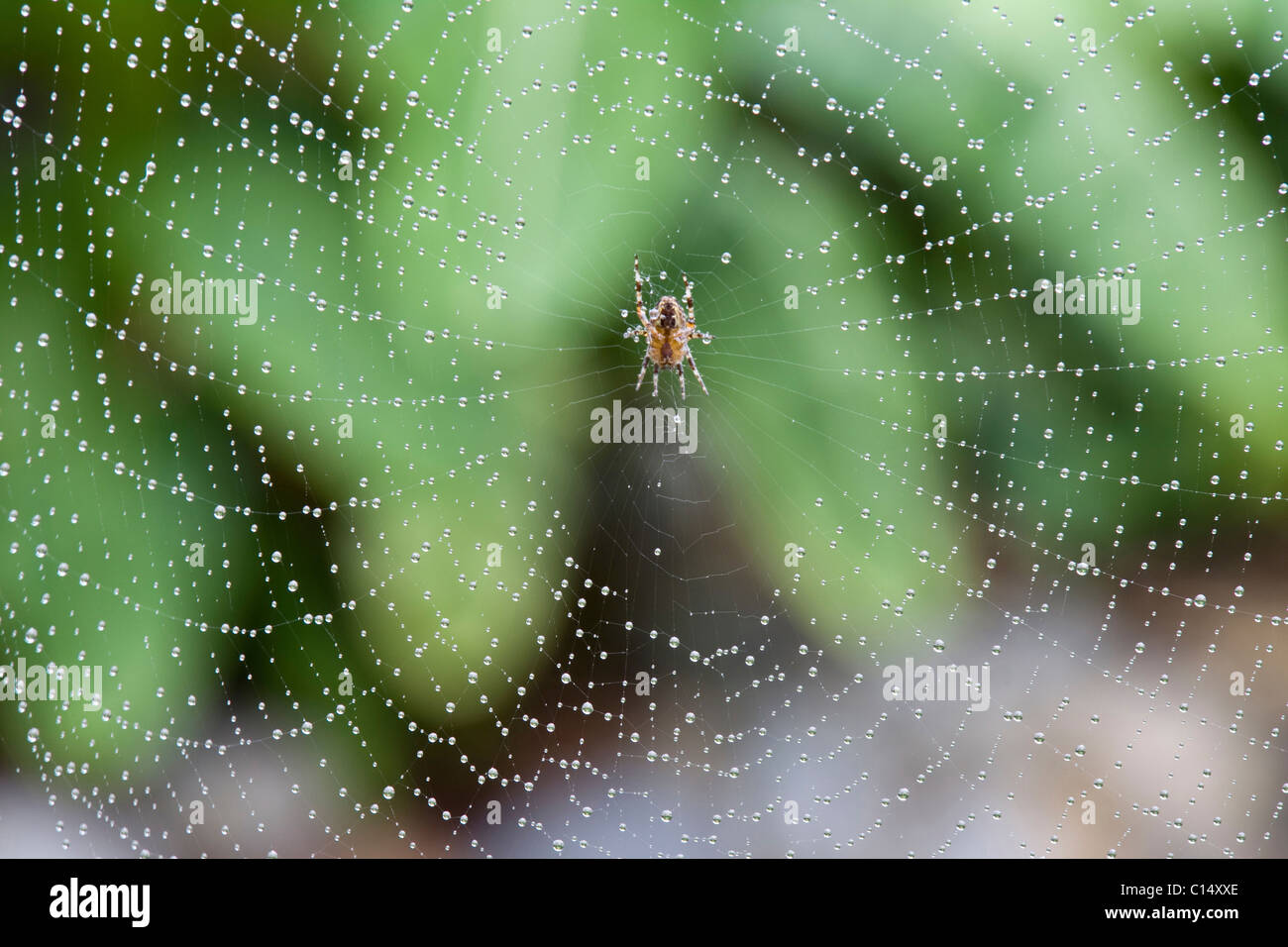 Spider in web coated with tiny raindrops Stock Photo - Alamy