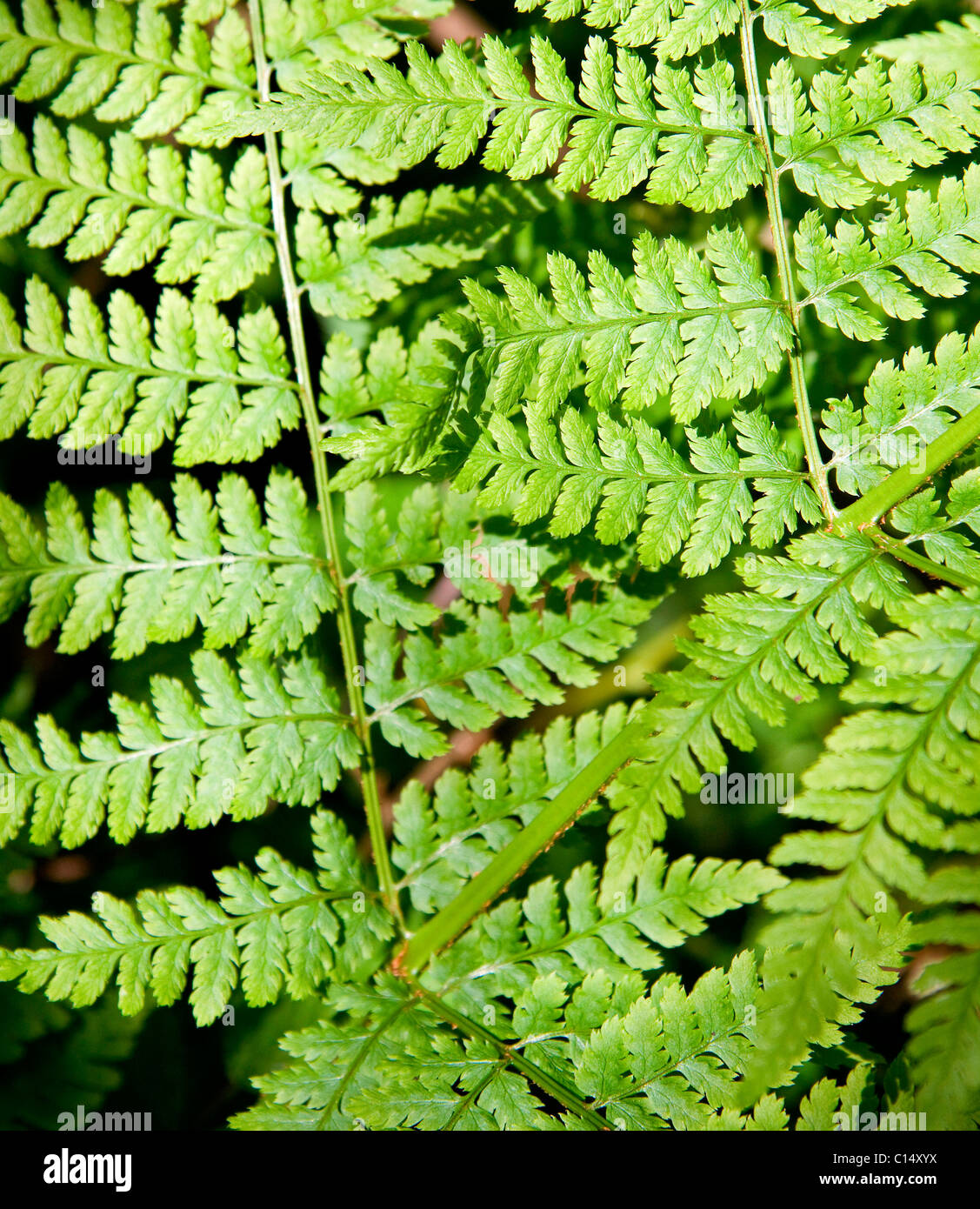 Intricate patterns of wild ferns Stock Photo - Alamy