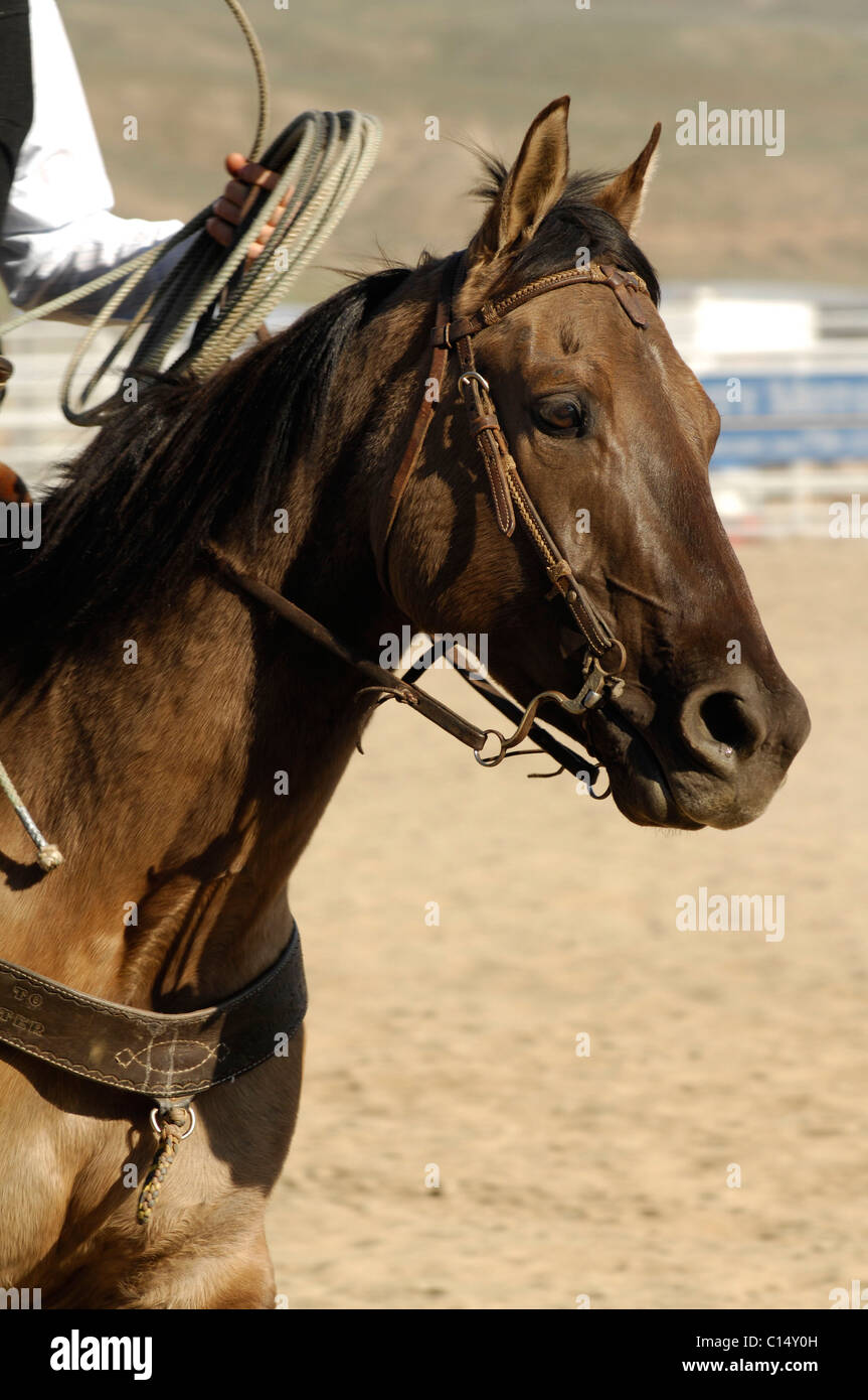 Team Roping, Tie-Down Roping, Calf Roping, Horse, Horses Stock Photo ...