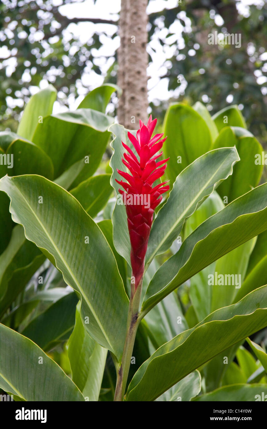 Red Ginger flower, originally from Southeast Asia Stock Photo - Alamy