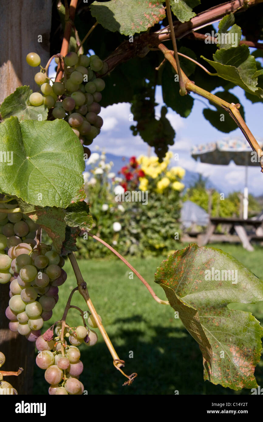 Suburban Community Garden partially framed by grapevine, Colony Farm ...