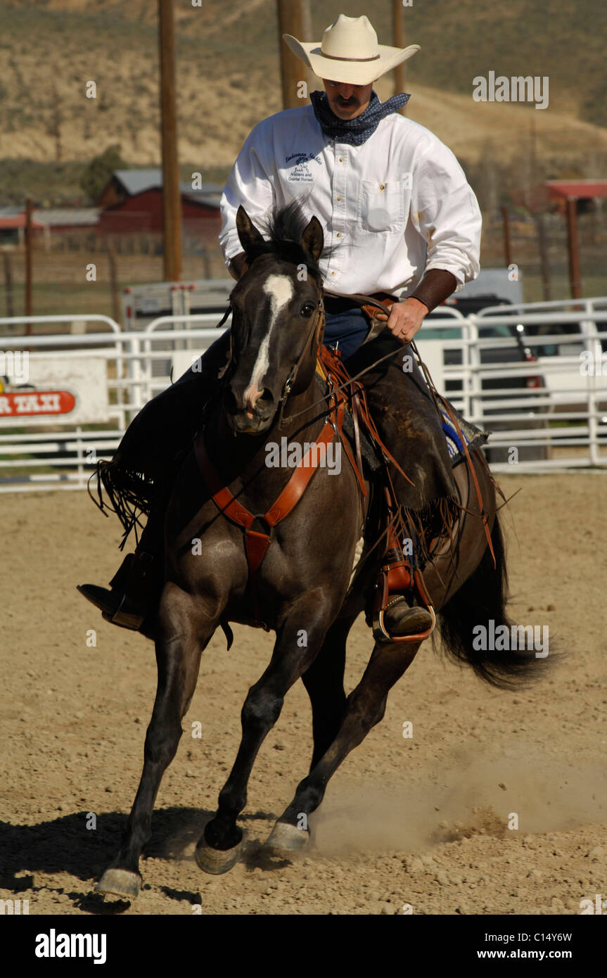Team Roping, Tie-Down Roping, Calf Roping, Horse, Horses Stock Photo ...
