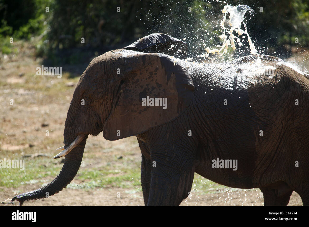 AFRICAN ELEPHANT SPRAYING WATER ADDO ELEPHANT NATIONAL PARK SOUTH ...