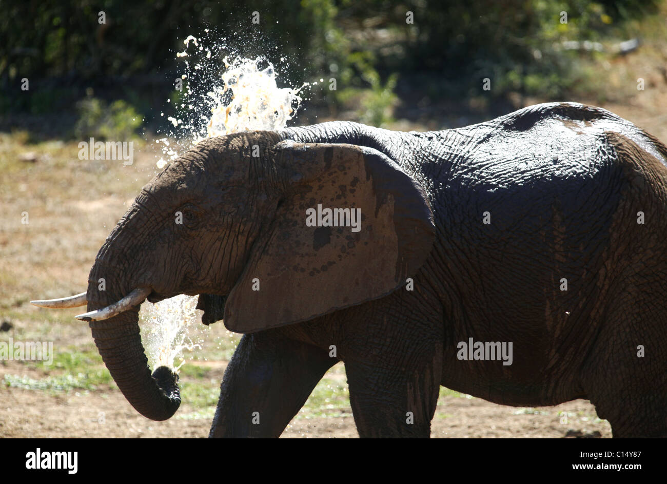 AFRICAN ELEPHANT SPRAYING WATER ADDO ELEPHANT NATIONAL PARK SOUTH ...