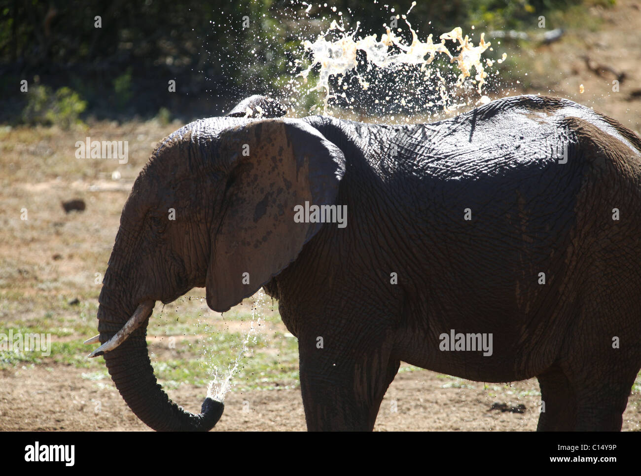 AFRICAN ELEPHANT ADDO PARK SOUTH AFRICA ADDO NATIONAL PARK EASTERN CAPE ...