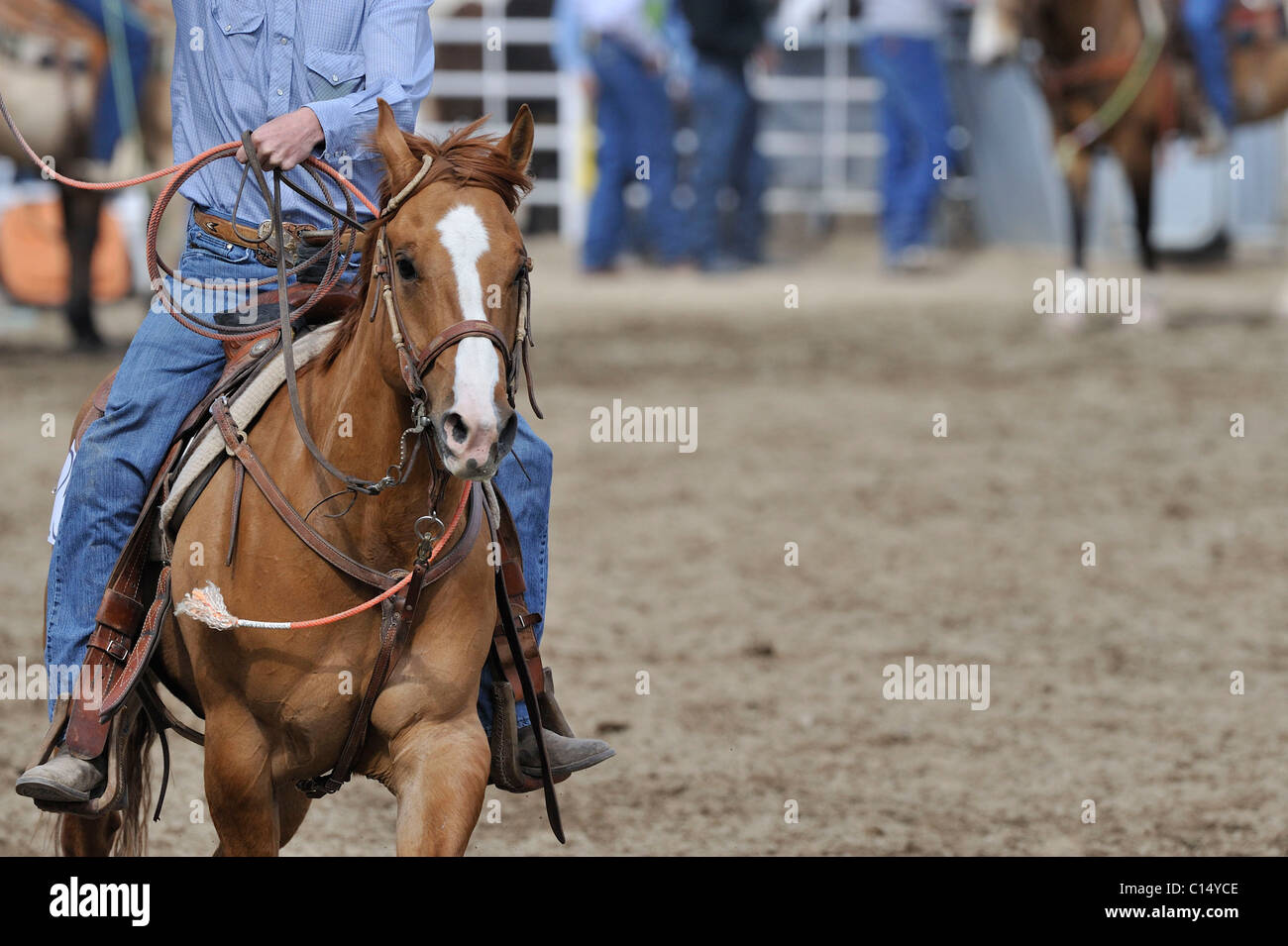 Team Roping, Tie-Down Roping, Calf Roping, Horse, Horses Stock Photo ...