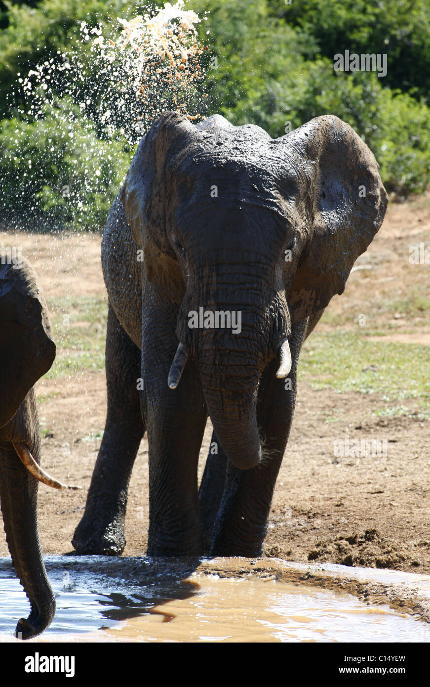 Elephant spraying water hi-res stock photography and images - Alamy
