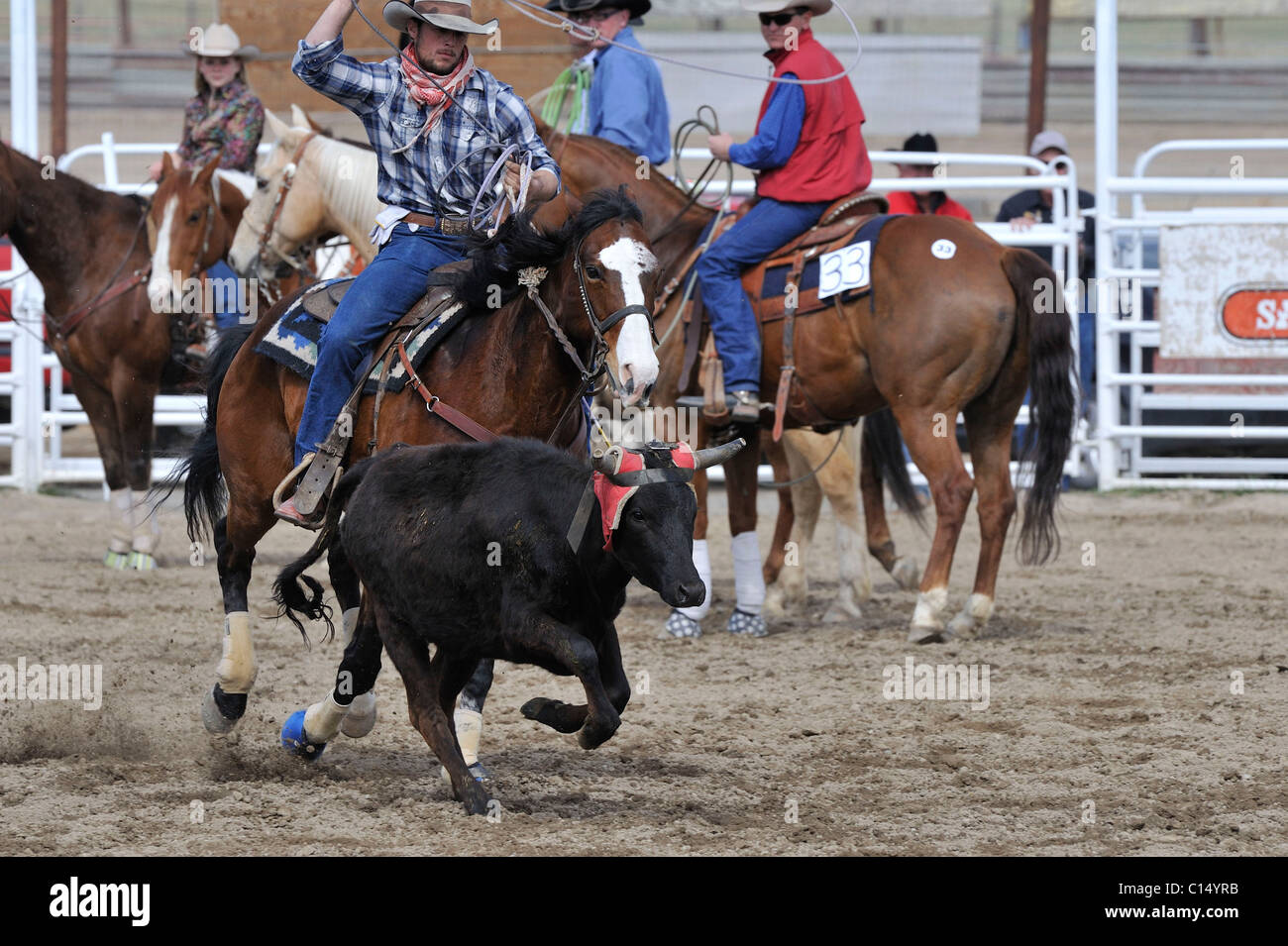 Team Roping, Tie-Down Roping, Calf Roping, Horse, Horses Stock Photo ...