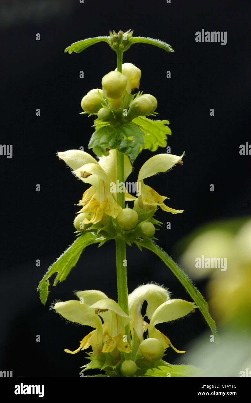 Yellow Archangel (Lamiastrum galeobdolon) in flower, spring, Yorkshire ...