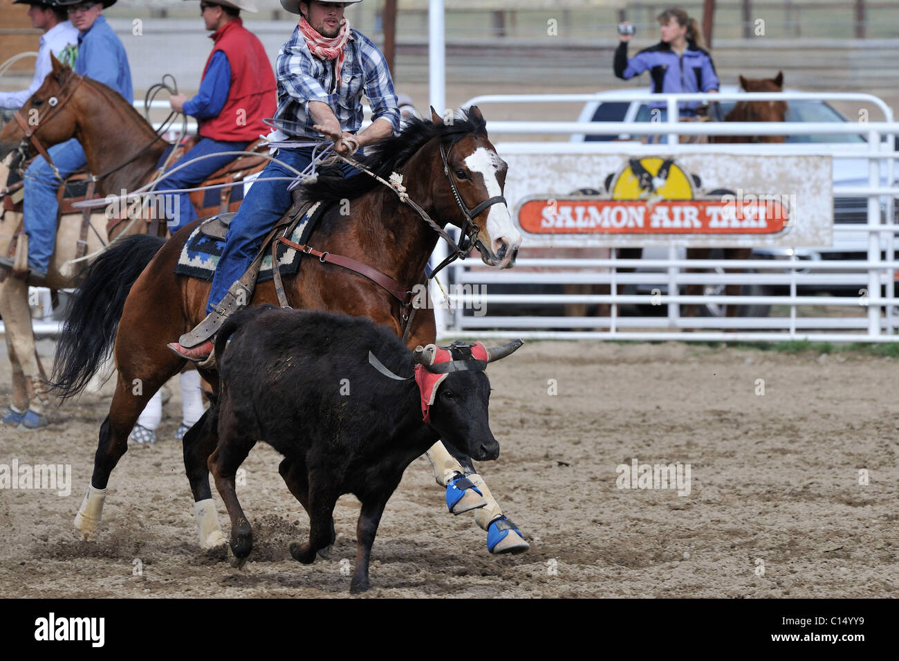 Team Roping, Tie-Down Roping, Calf Roping, Horse, Horses Stock Photo ...