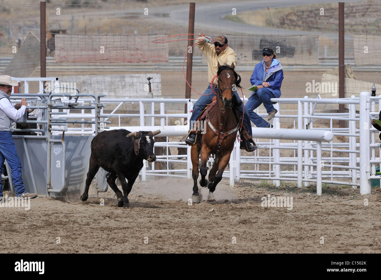 Team Roping, Tie-Down Roping, Calf Roping, Horse, Horses Stock Photo ...