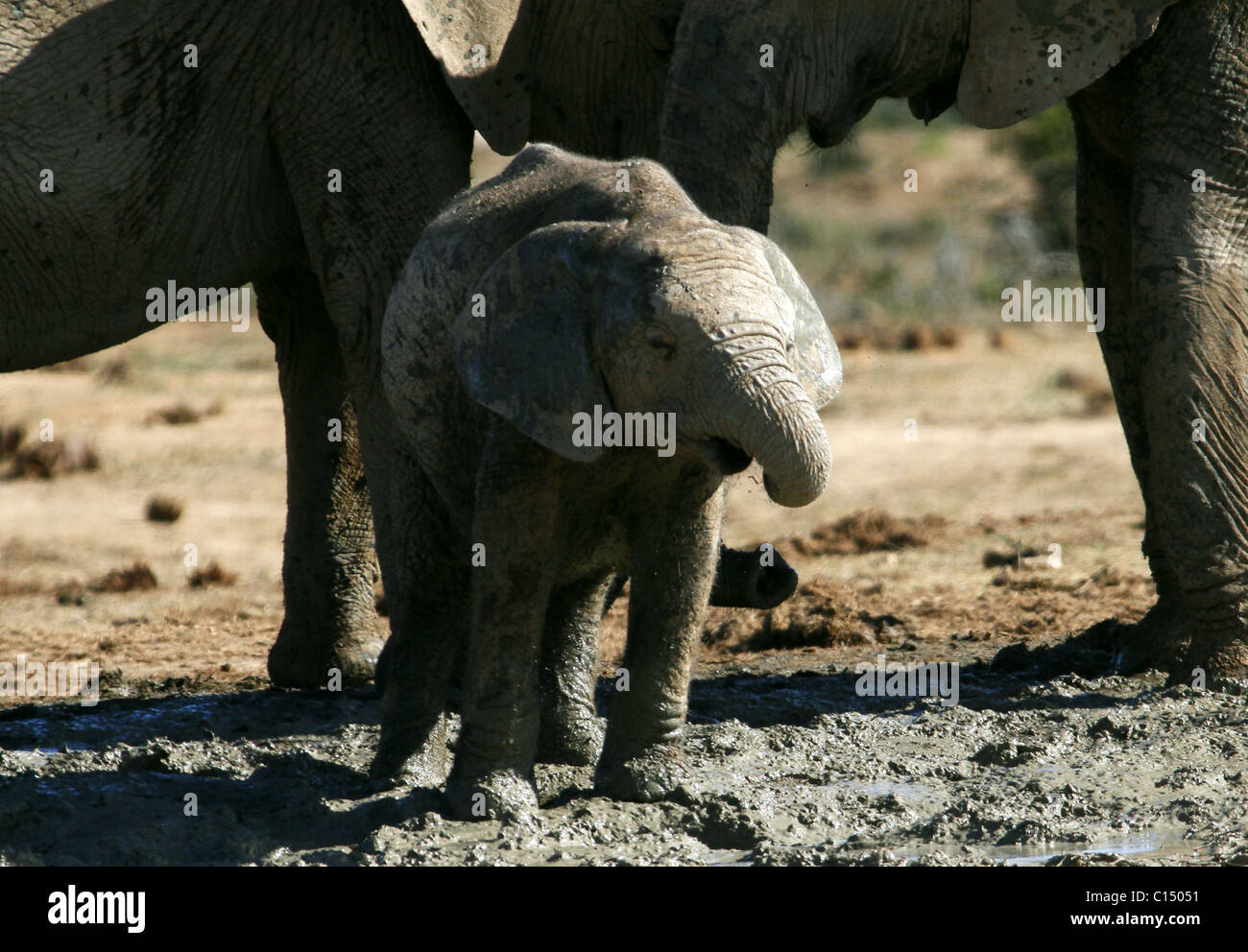 YOUNG GREY AFRICAN ELEPHANTS ADDO SOUTH AFRICA ADDO NATIONAL PARK ...