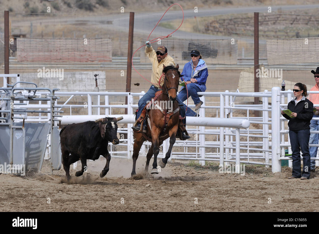 Team Roping, Tie-Down Roping, Calf Roping, Horse, Horses Stock Photo ...