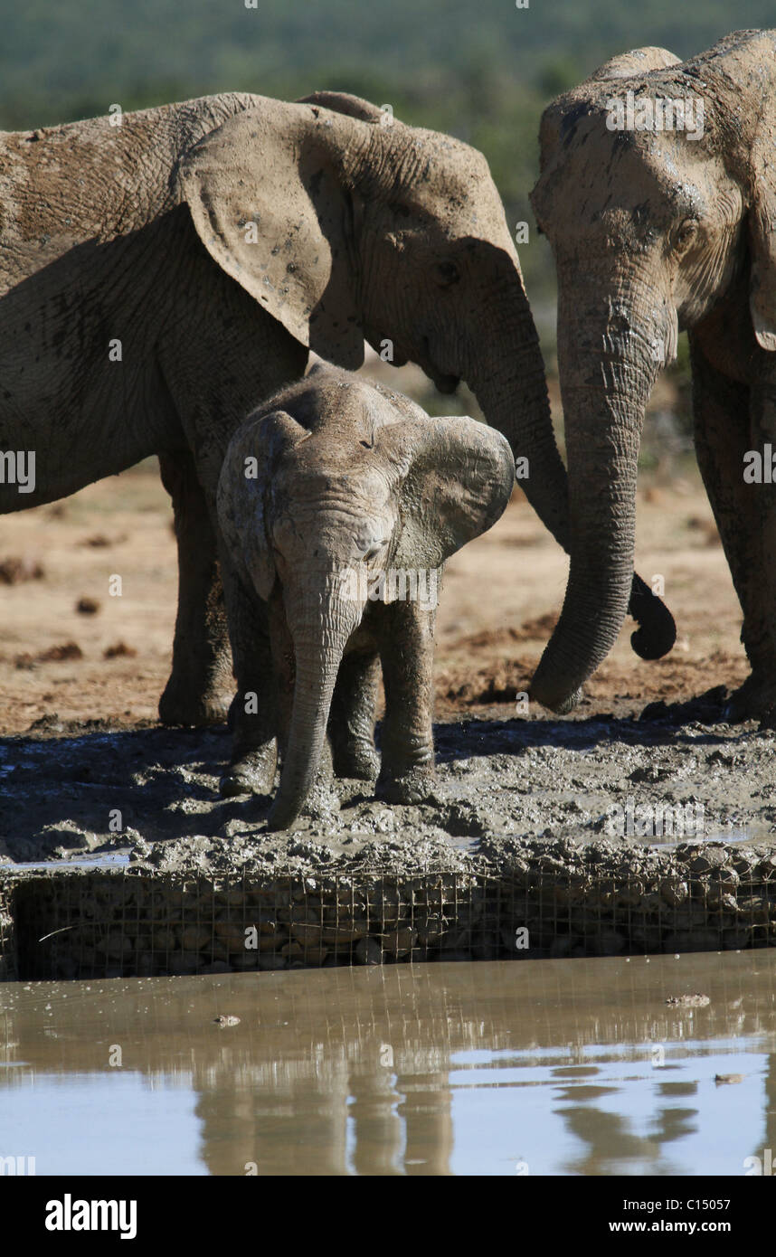 YOUNG GREY AFRICAN ELEPHANTS ADDO SOUTH AFRICA ADDO NATIONAL PARK ...