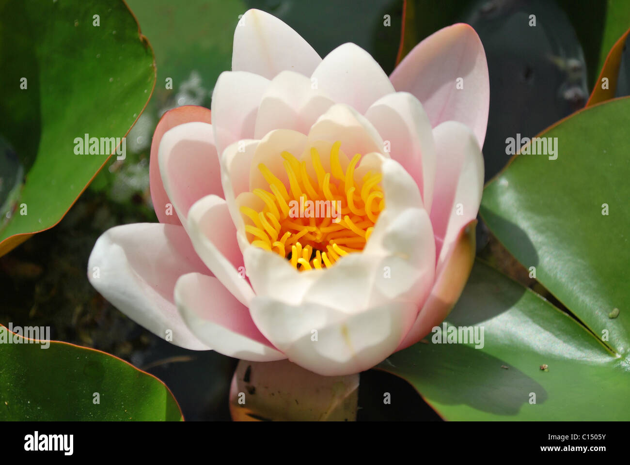 beautiful nenufar plant/flower Stock Photo - Alamy