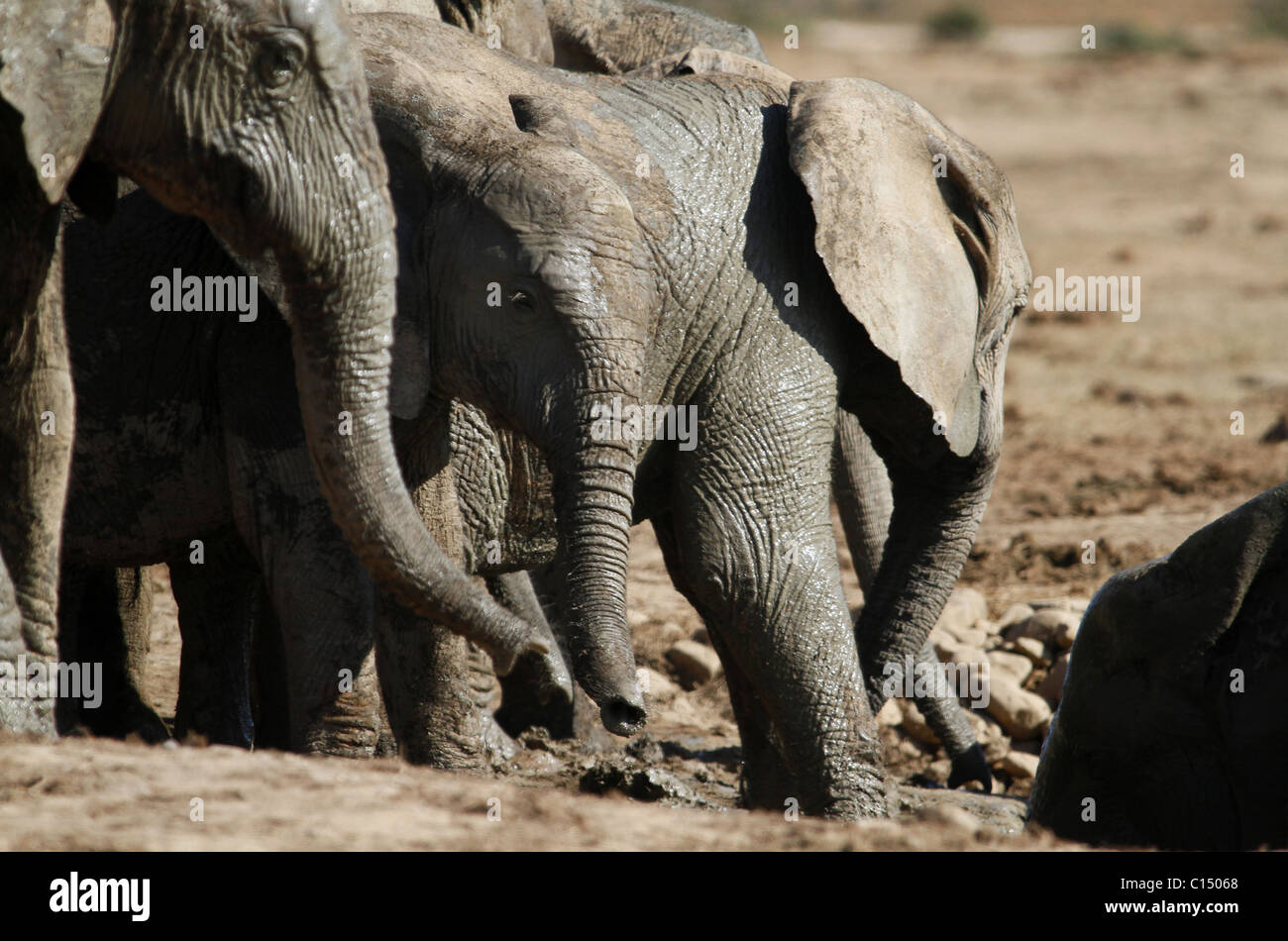 YOUNG GREY AFRICAN ELEPHANTS ADDO ELEPHANT NATIONAL PARK SOUTH AFRICA ...