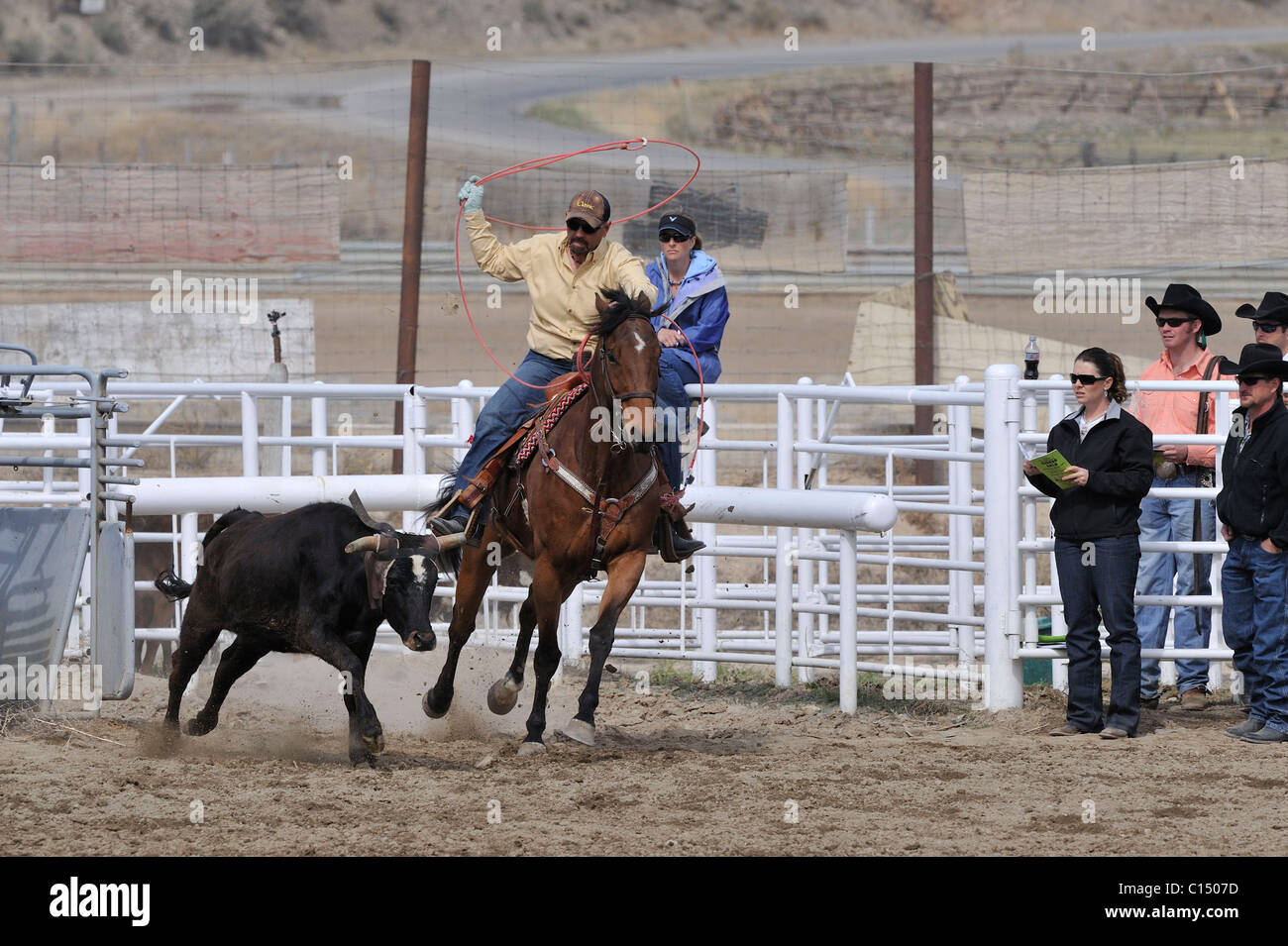 Team Roping, Tie-Down Roping, Calf Roping, Horse, Horses Stock Photo ...
