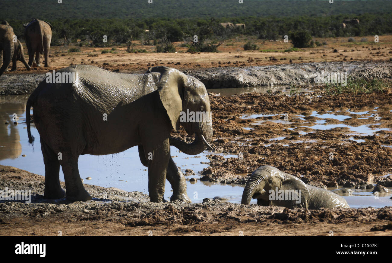 GREY AFRICAN ELEPHANTS ADDO PARK SOUTH AFRICA ADDO NATIONAL PARK ...