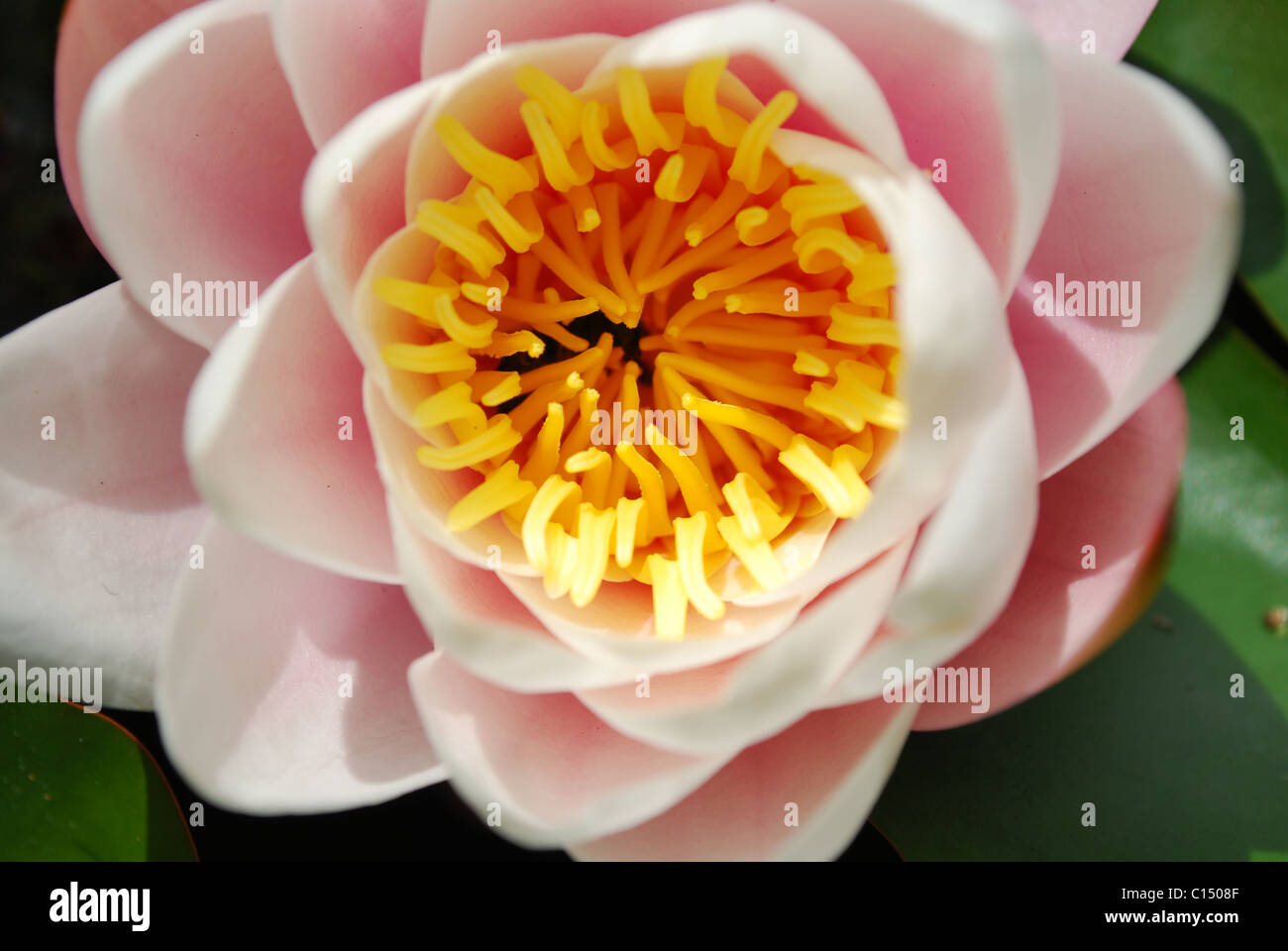 Float plant hi-res stock photography and images - Alamy