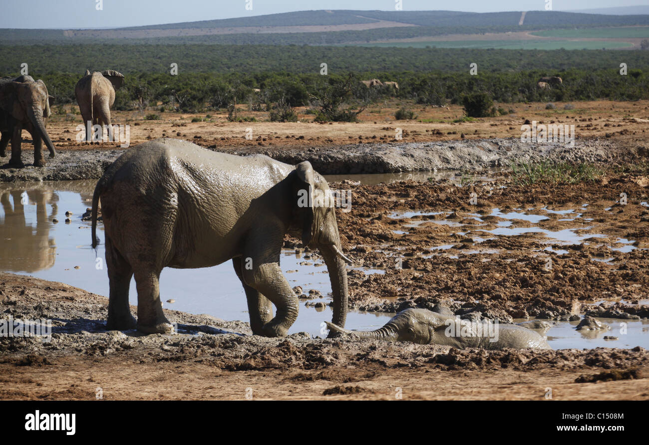 GREY AFRICAN ELEPHANTS ADDO ELEPHANT NATIONAL PARK SOUTH AFRICA 29 ...