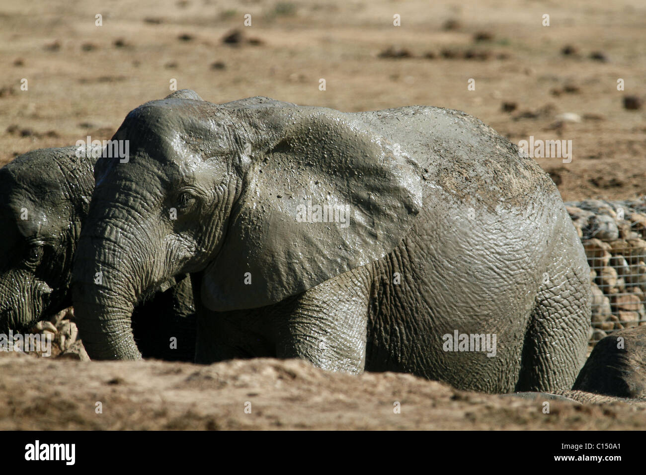 GREY AFRICAN ELEPHANTS ADDO PARK SOUTH AFRICA ADDO NATIONAL PARK ...
