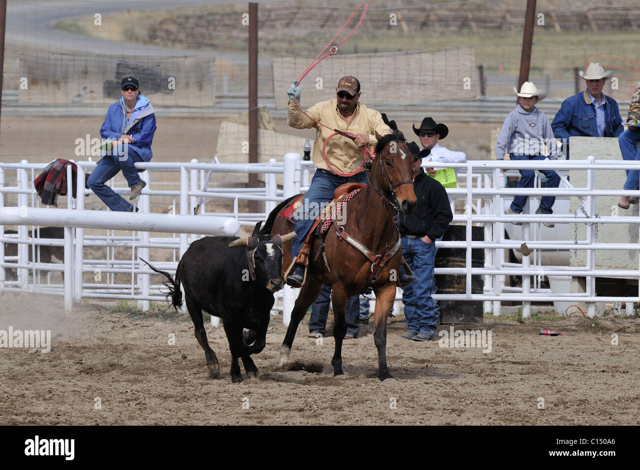 Team Roping, Tie-Down Roping, Calf Roping, Horse, Horses Stock Photo ...