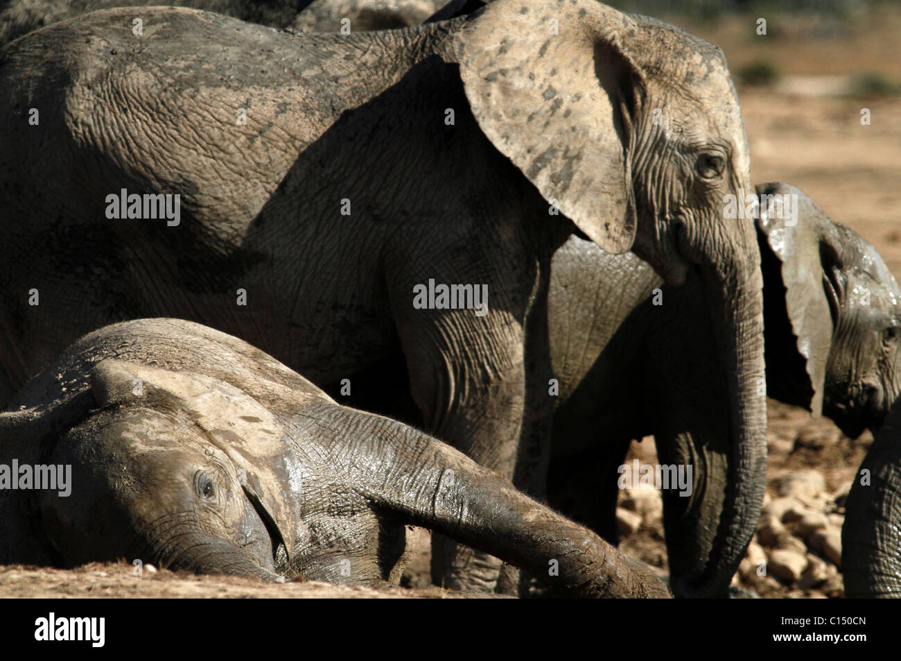 GREY AFRICAN ELEPHANTS ADDO ELEPHANT NATIONAL PARK SOUTH AFRICA 29 ...