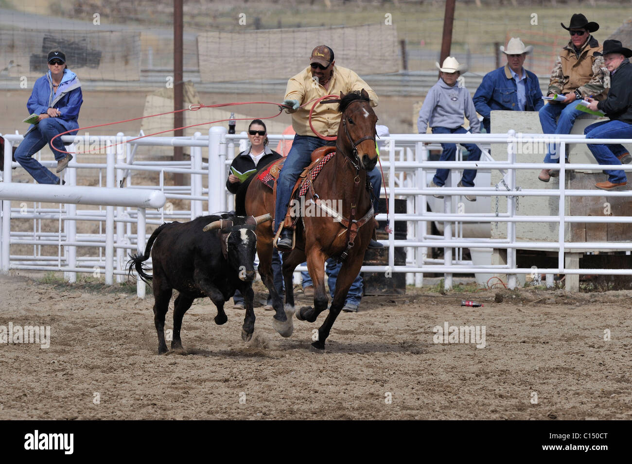 Team Roping, Tie-Down Roping, Calf Roping, Horse, Horses Stock Photo ...