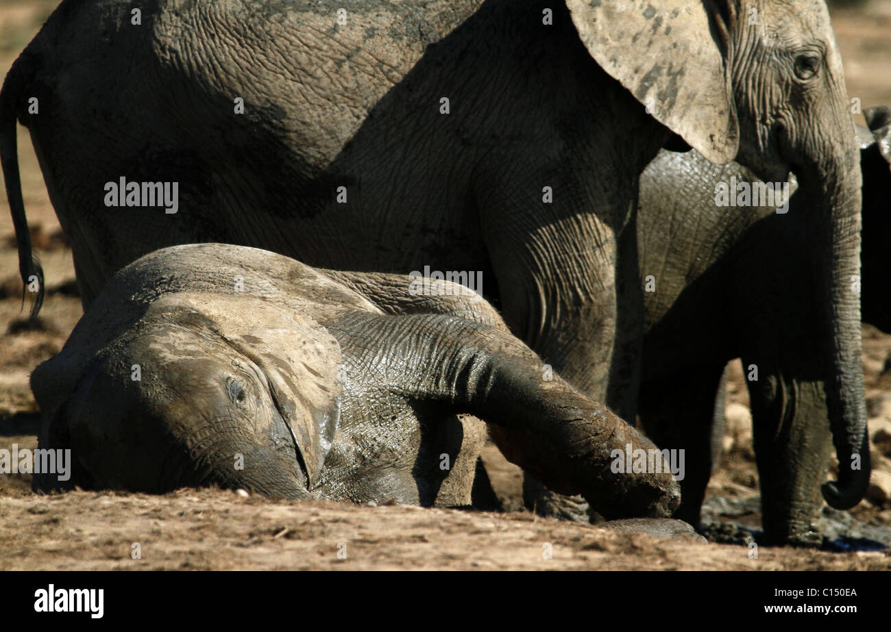 GREY AFRICAN ELEPHANTS ADDO PARK SOUTH AFRICA ADDO NATIONAL PARK ...