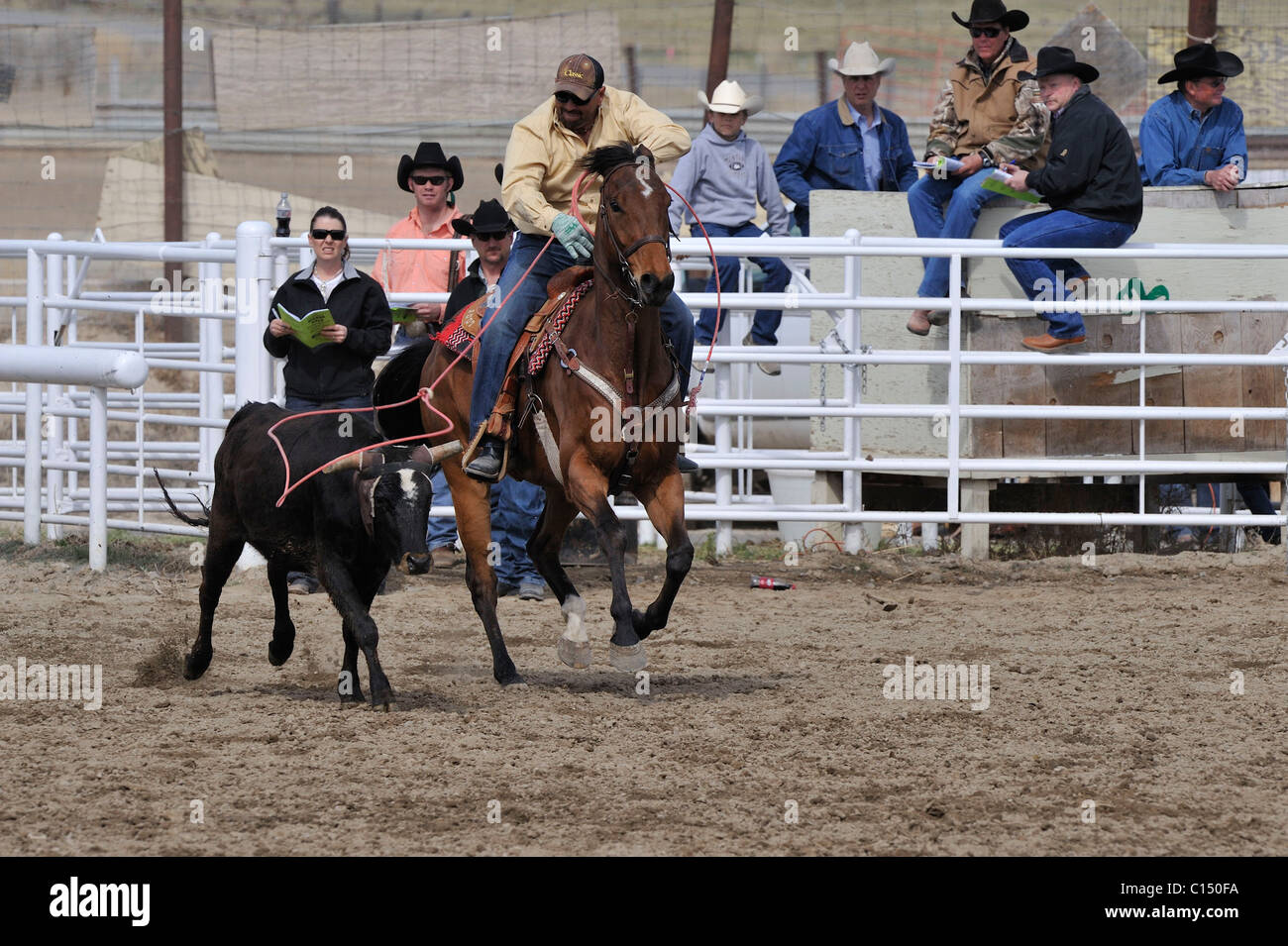 Team Roping, Tie-Down Roping, Calf Roping, Horse, Horses Stock Photo ...
