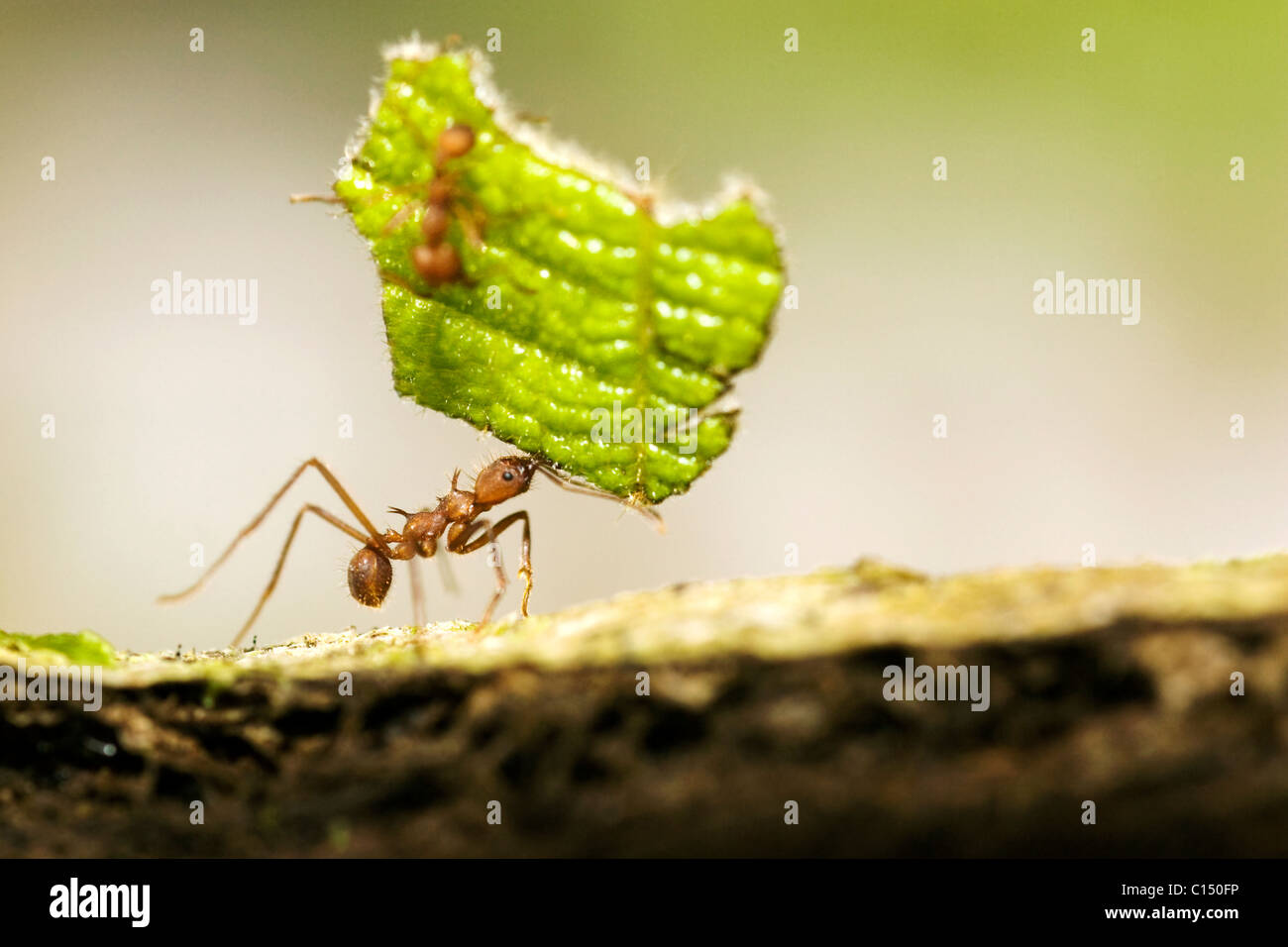 Close-up of Leafcutter Ant carrying leaf - Osa Peninsula - near Puerto ...