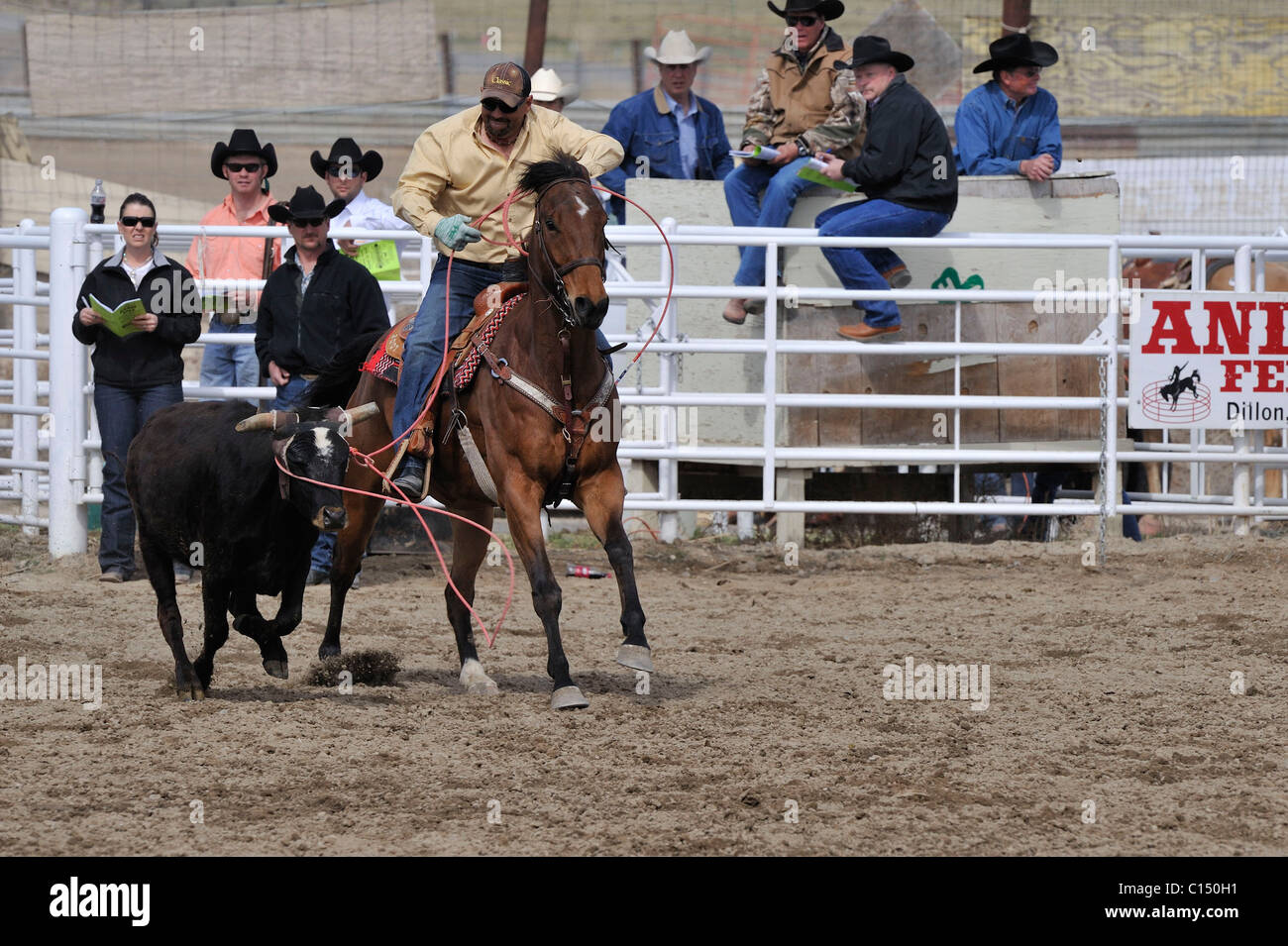 Team Roping, Tie-Down Roping, Calf Roping, Horse, Horses Stock Photo ...