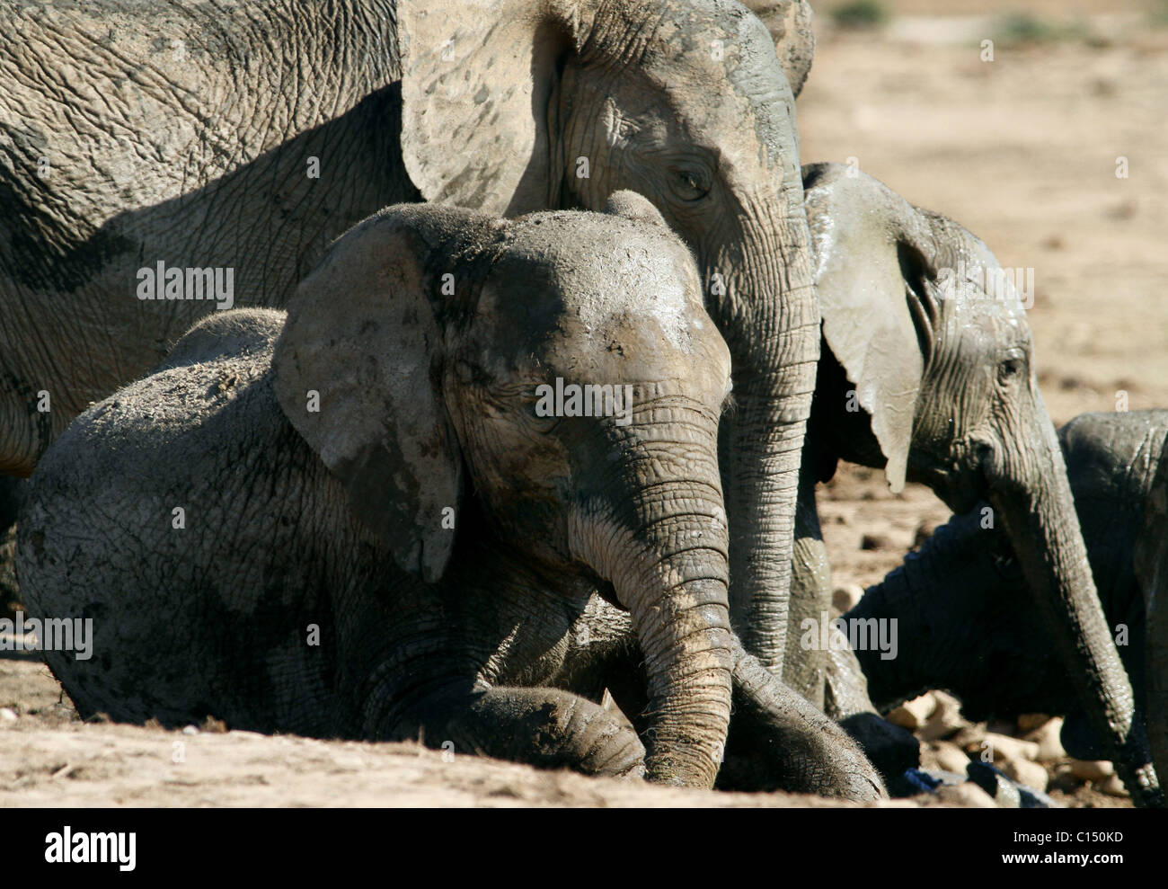 GREY AFRICAN ELEPHANTS ADDO ELEPHANT NATIONAL PARK SOUTH AFRICA 29 ...