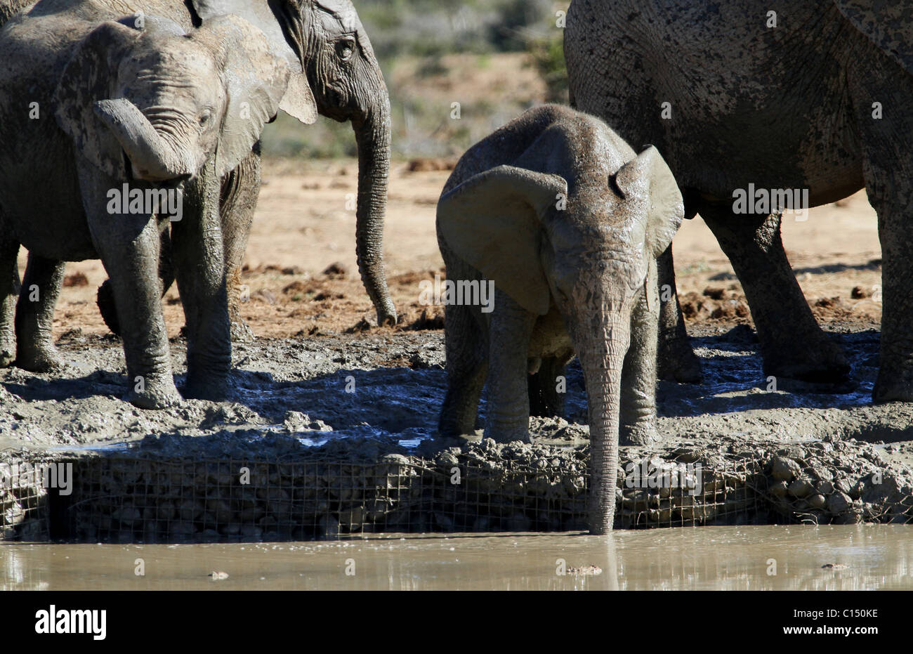 YOUNG GREY AFRICAN ELEPHANTS ADDO ELEPHANT NATIONAL PARK SOUTH AFRICA ...