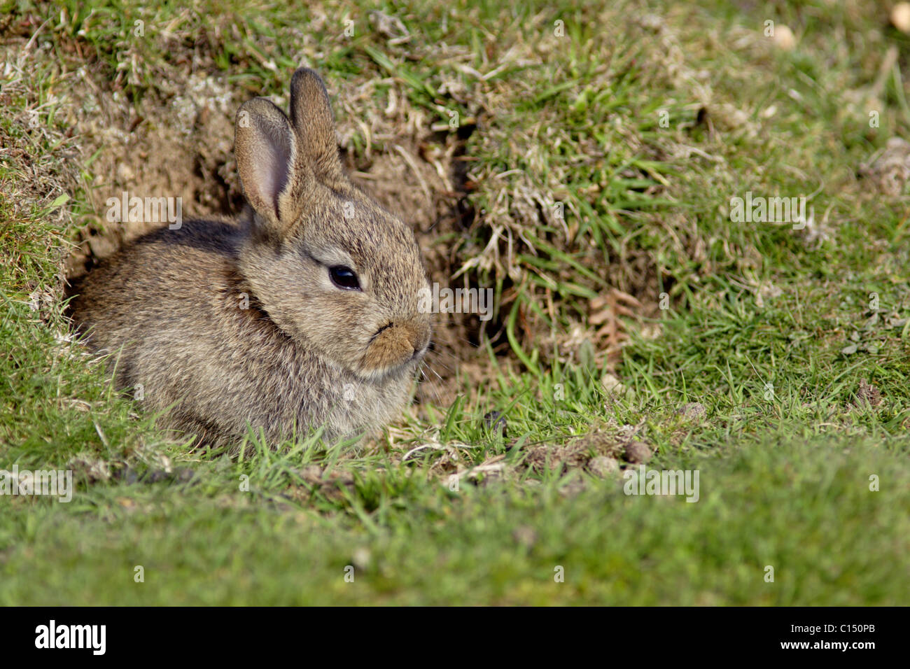 Wild rabbit (Oryctolagus cuniculus) at burrow, summer, Yorkshire, UK ...
