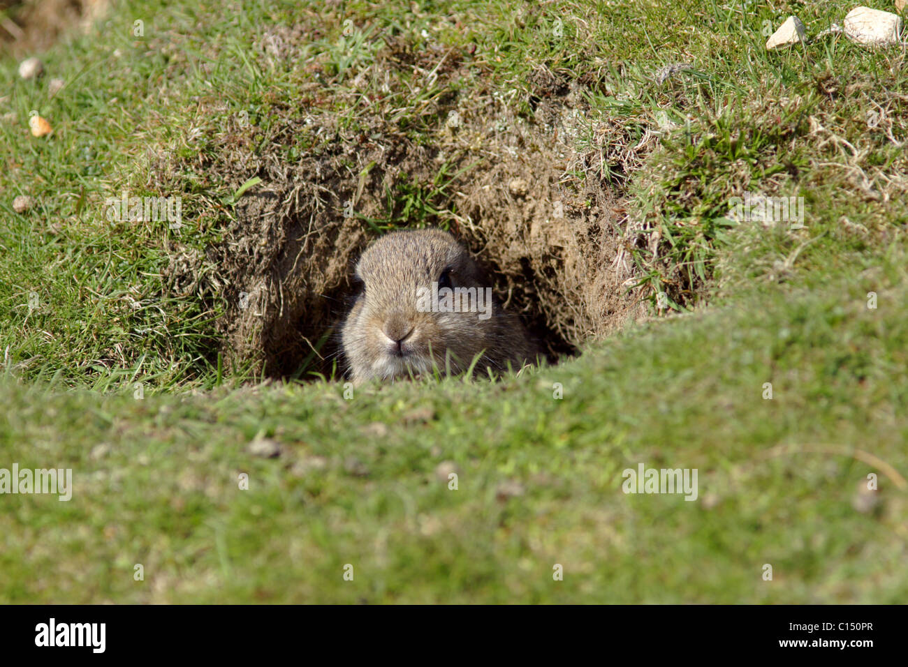 Wild rabbit (Oryctolagus cuniculus) at burrow, summer, Yorkshire, UK ...