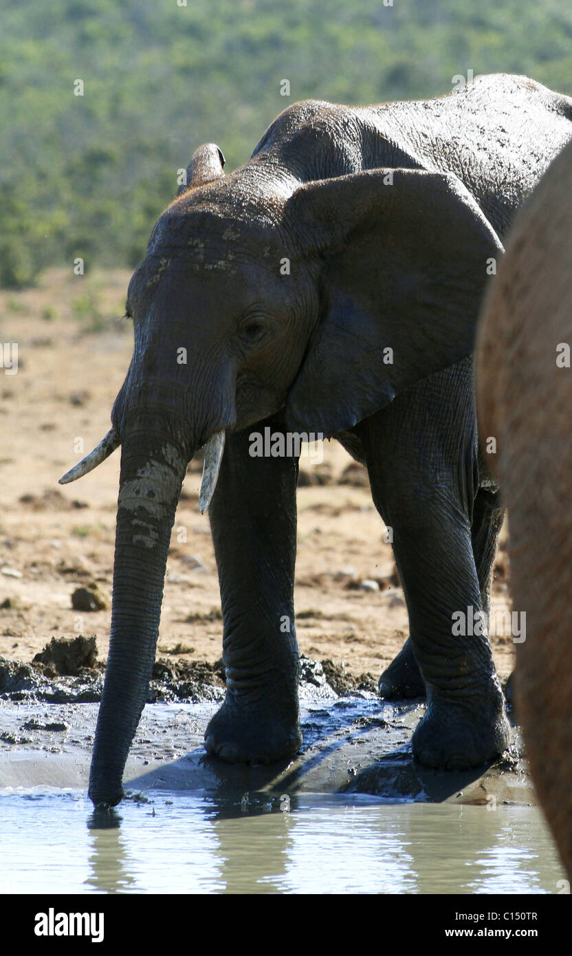 GREY AFRICAN ELEPHANT ADDO SOUTH AFRICA ADDO NATIONAL PARK EASTERN CAPE ...