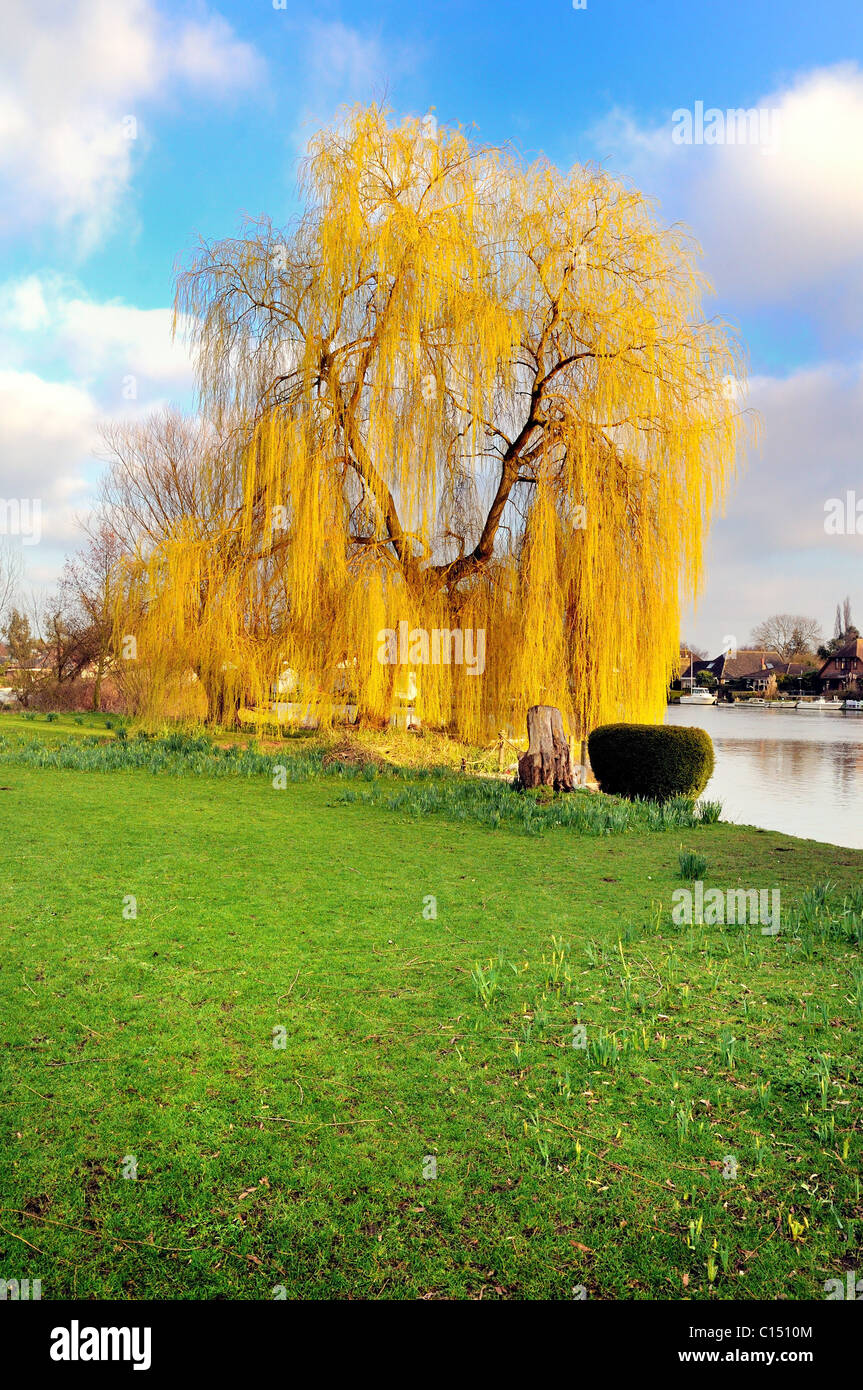 Weeping willow river uk hi-res stock photography and images - Alamy