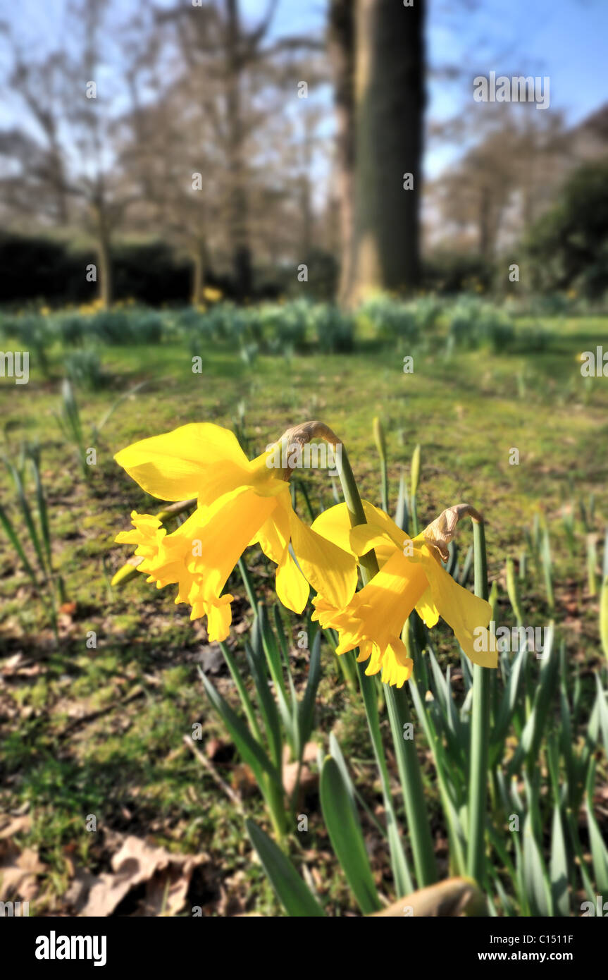 Uk Woodland Spring Daffodil High Resolution Stock Photography and ...