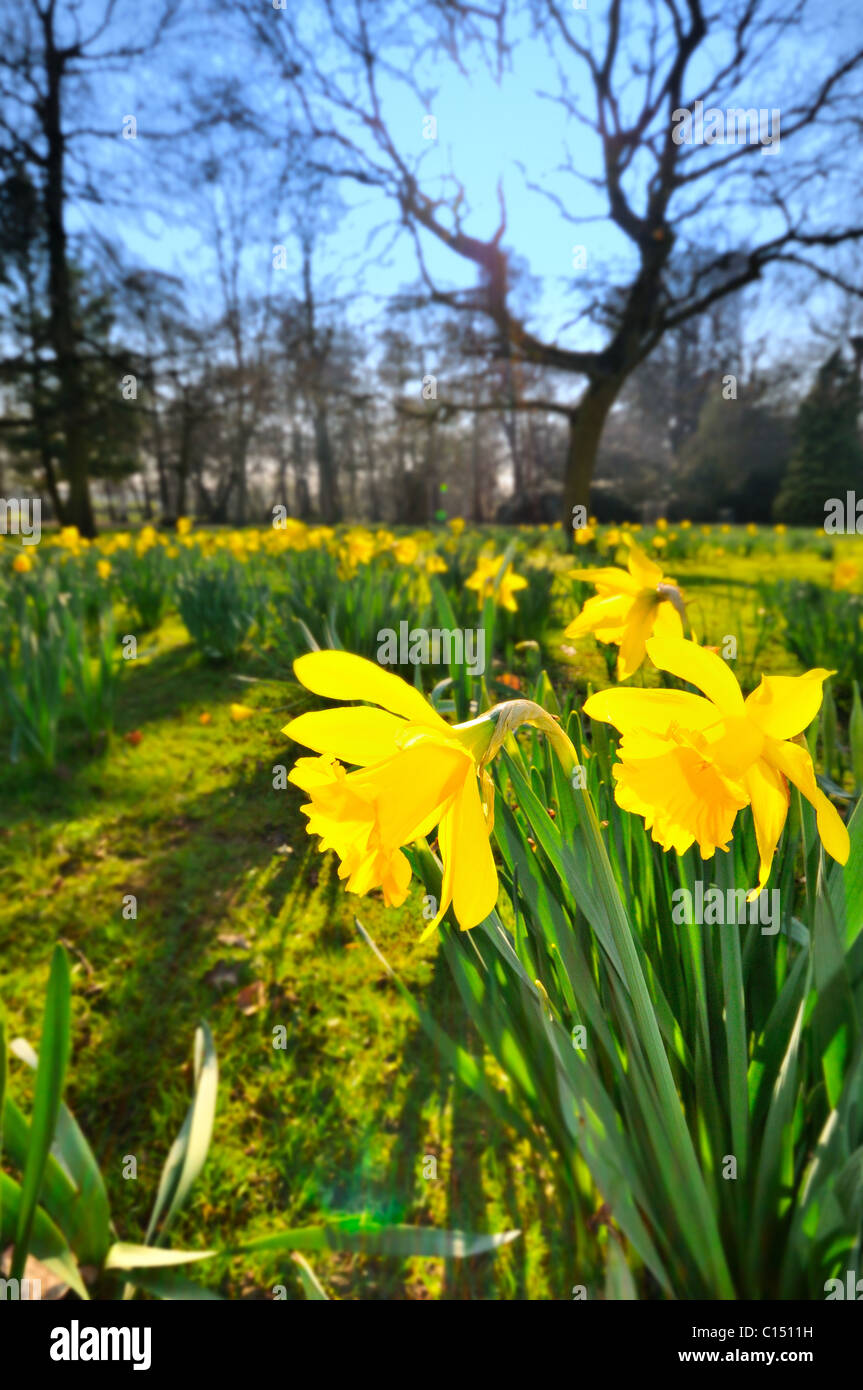 English daffodils hi-res stock photography and images - Alamy